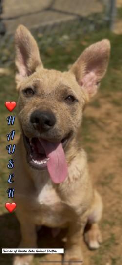 Dog for adoption - Hauser, a German Shepherd Dog & Pit Bull Terrier Mix ...