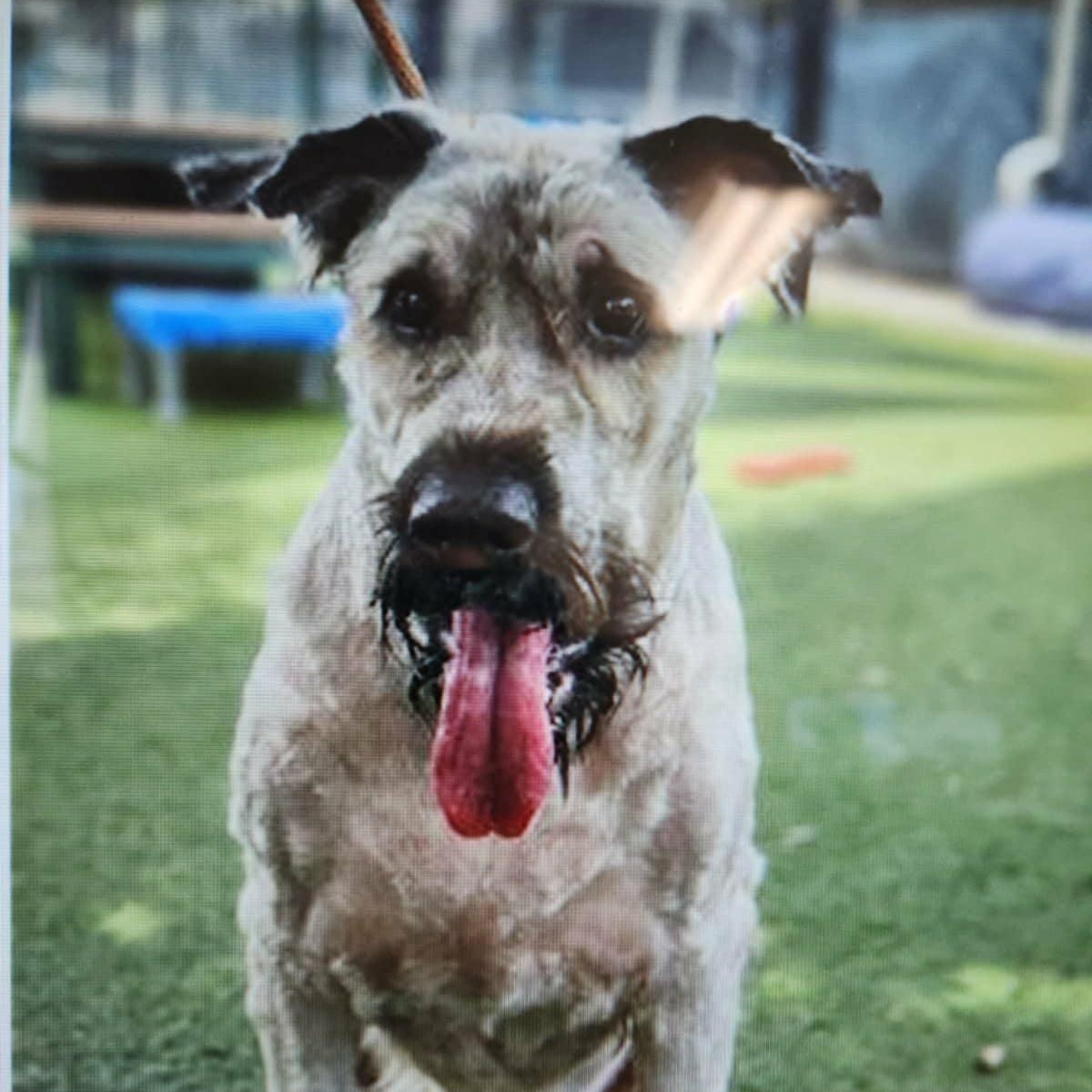 Dog for adoption - Baloo, a Bouvier des Flandres in Alachua, FL | Petfinder