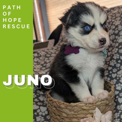 Dog for adoption - Juno, a Cattle Dog & Siberian Husky Mix in Lewiston ...