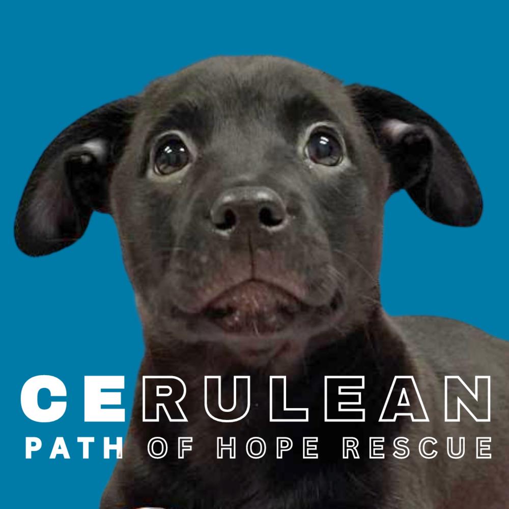 Dog for adoption - Cerulean, a Dachshund Mix in Spokane, WA | Petfinder