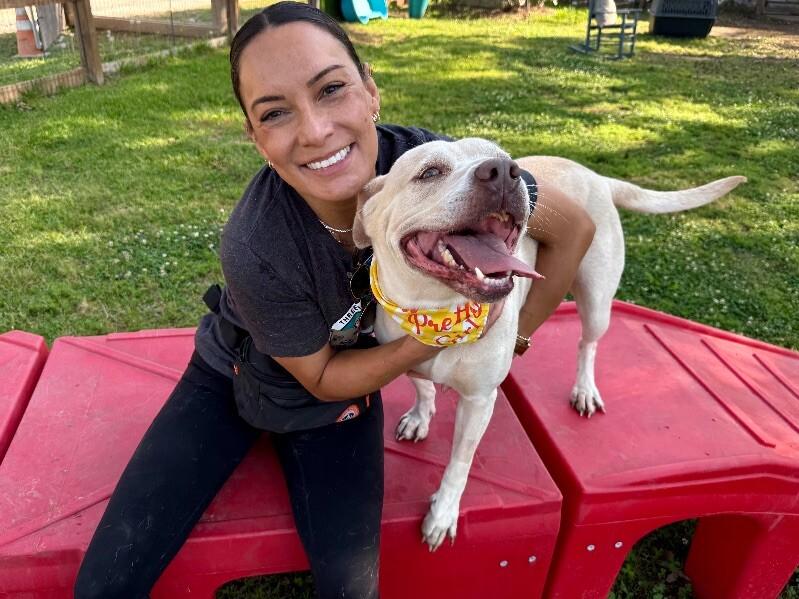 Dog for adoption - Daisy Dog The Happy Lab, a Yellow Labrador Retriever & Pit Bull Terrier Mix ...