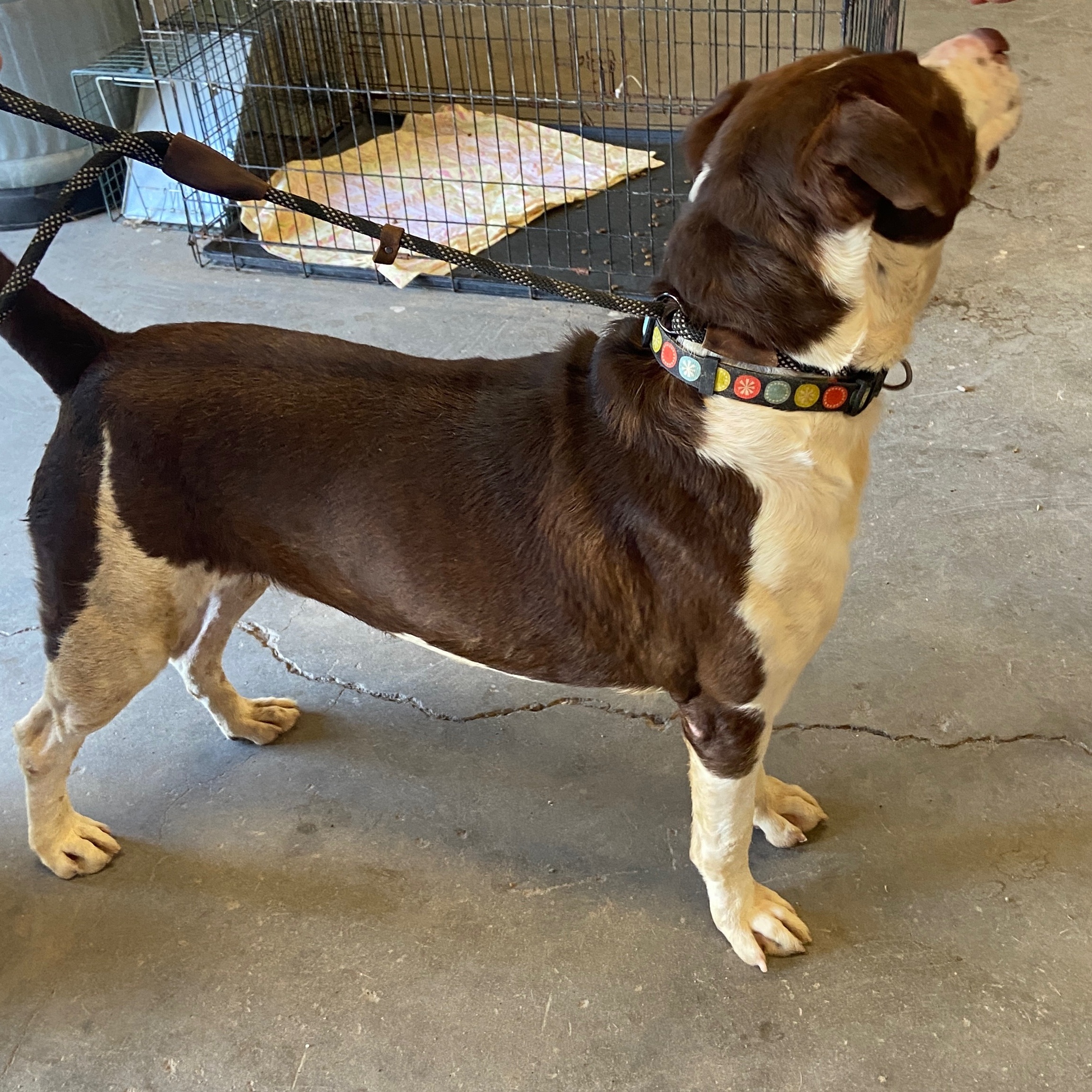 Dog for adoption - Big red, a Mixed Breed in Albany, NY | Petfinder