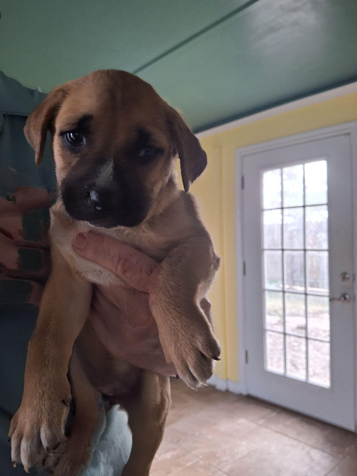 Dog for adoption - Caramel, a Labrador Retriever & Shepherd Mix in ...