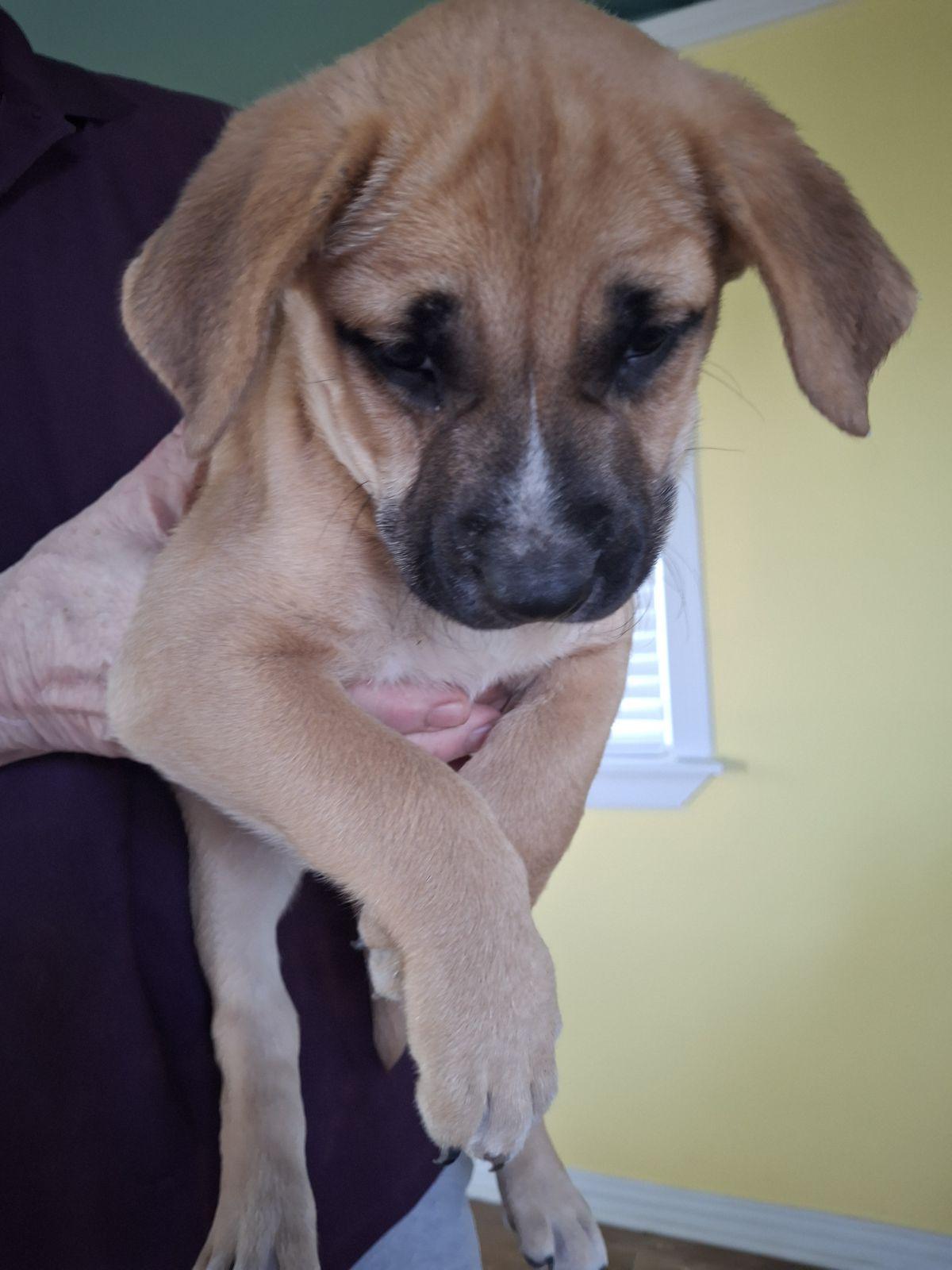 Dog for adoption - Caramel, a Labrador Retriever & Shepherd Mix in ...