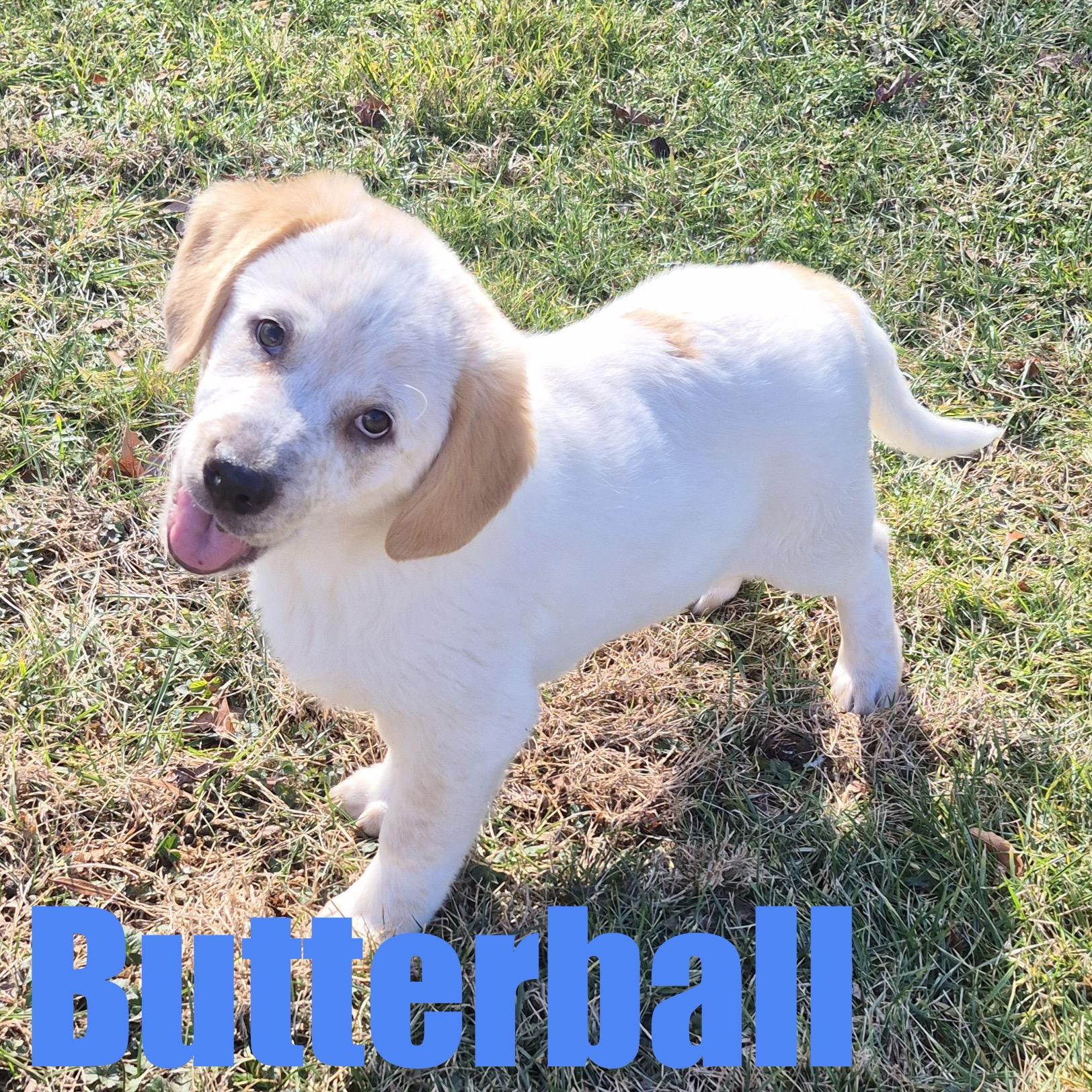 Butterball - Adoptable Pet | Petfinder | Petfinder