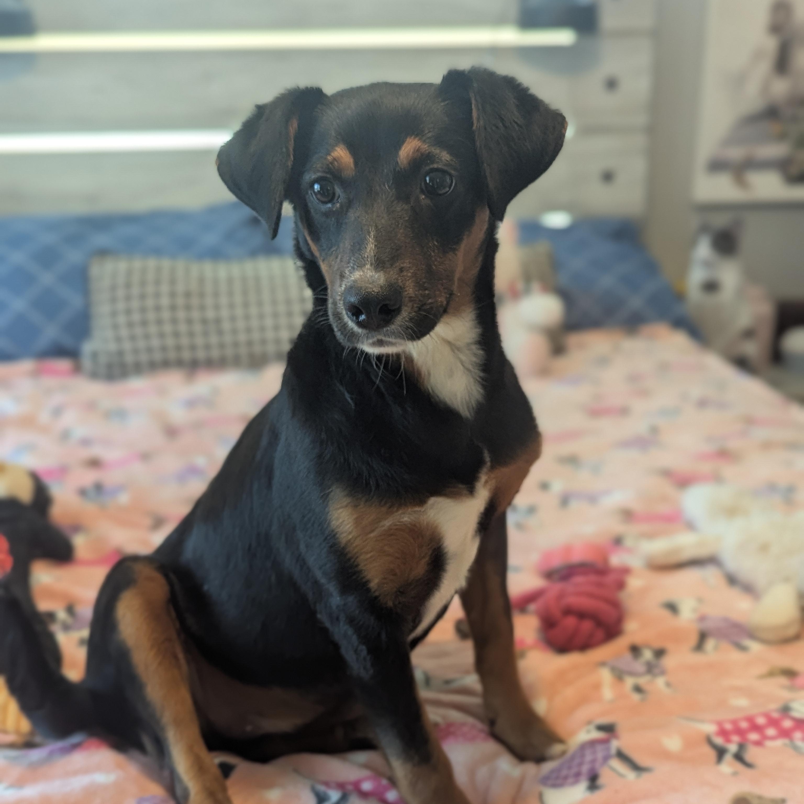 Dog for adoption - Libby, a German Shepherd Dog & Beagle Mix in ...