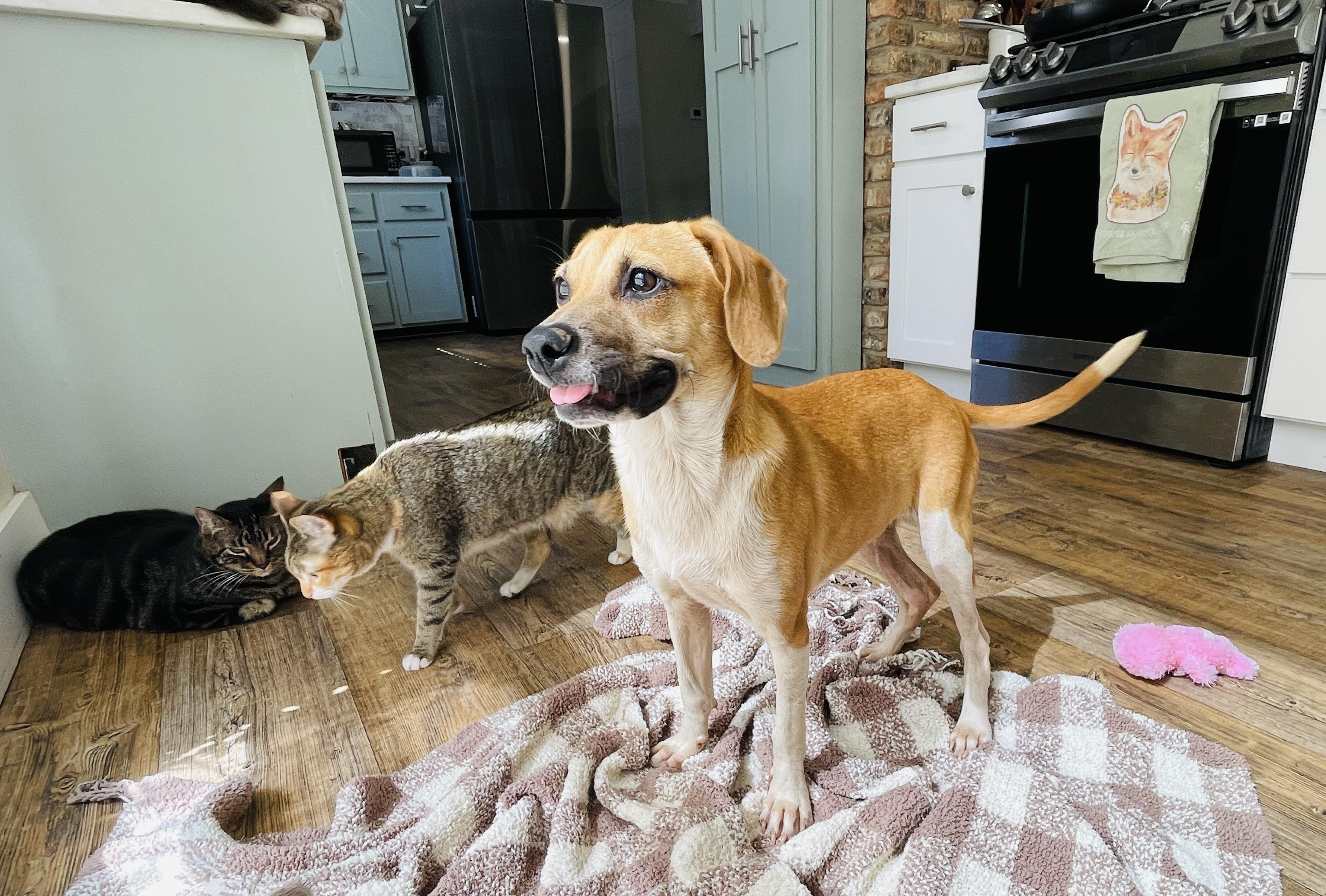 Dog for adoption - Heart (cat friendly), a Terrier Mix in Rocky Hill, CT | Petfinder