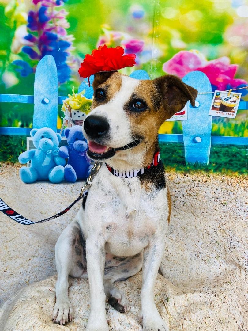 Dog for adoption - Pinta, a Jack Russell Terrier Mix in Calais , ME ...