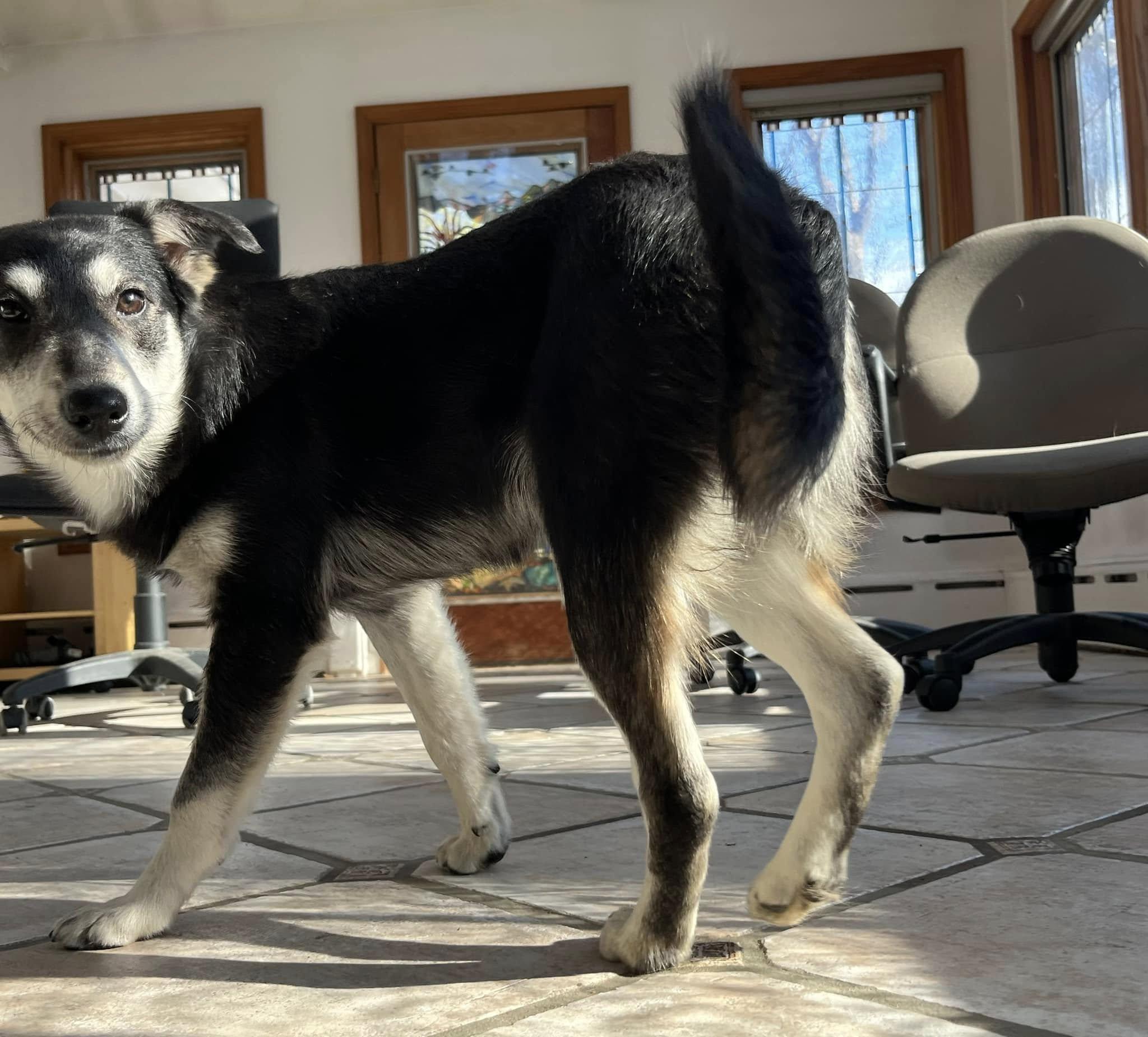 Dog for adoption - DEVO DEVOTION, a Husky in Ambler, PA | Petfinder
