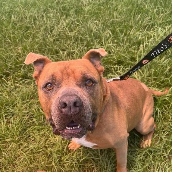 Dog for adoption - Brisket Boi Thicc Hunka Chunka, an American Bulldog ...