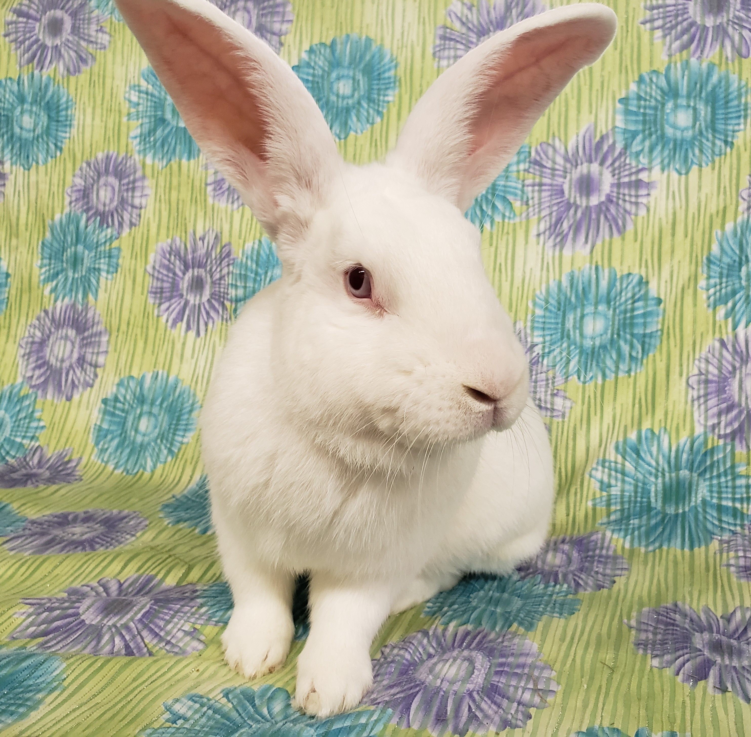 Rabbit for adoption - Benji, a New Zealand in Deerfield, WI | Petfinder