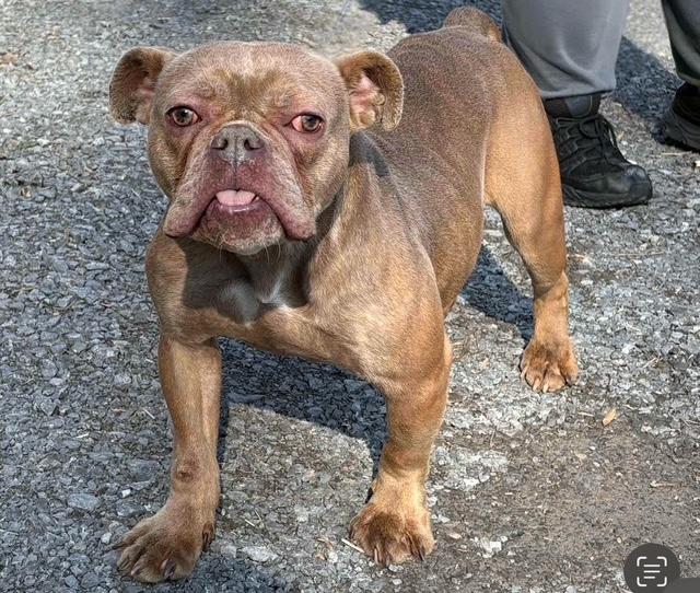 Dog for adoption - Honey, a Bulldog Mix in Fredericksburg, VA | Petfinder
