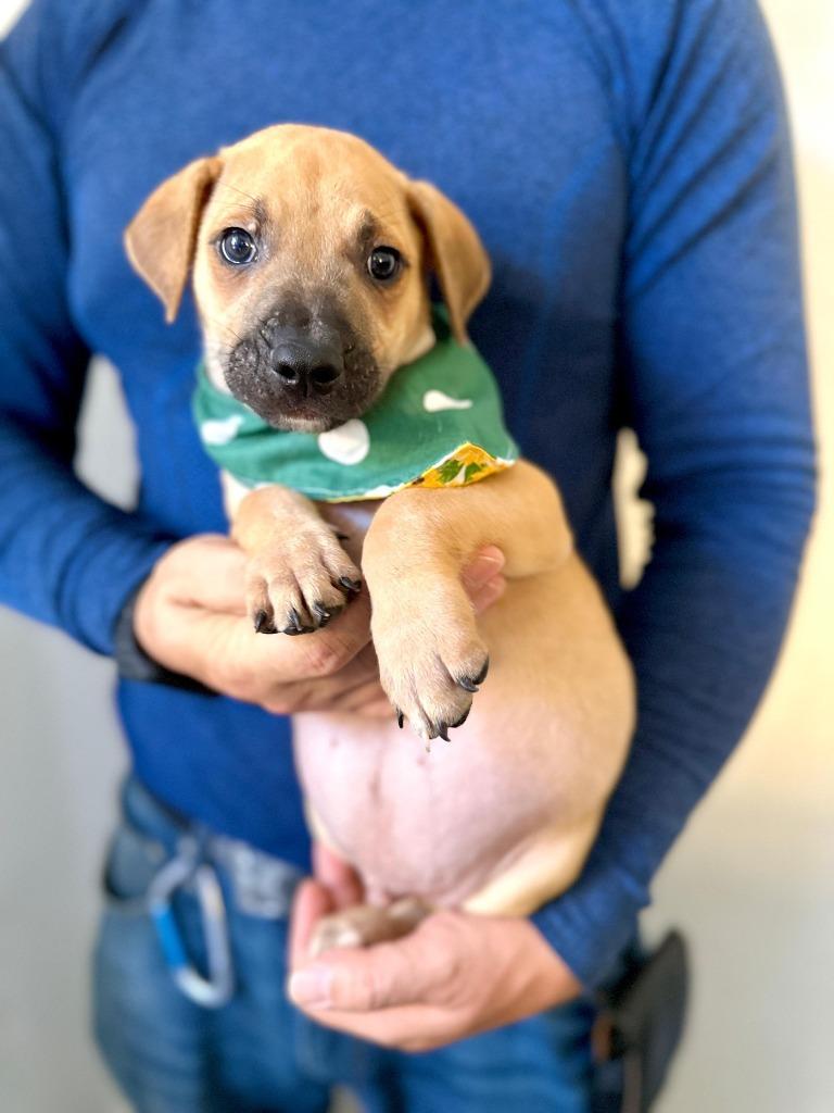 Dog for adoption - Cosmo, a Mixed Breed in Kelowna, BC | Petfinder