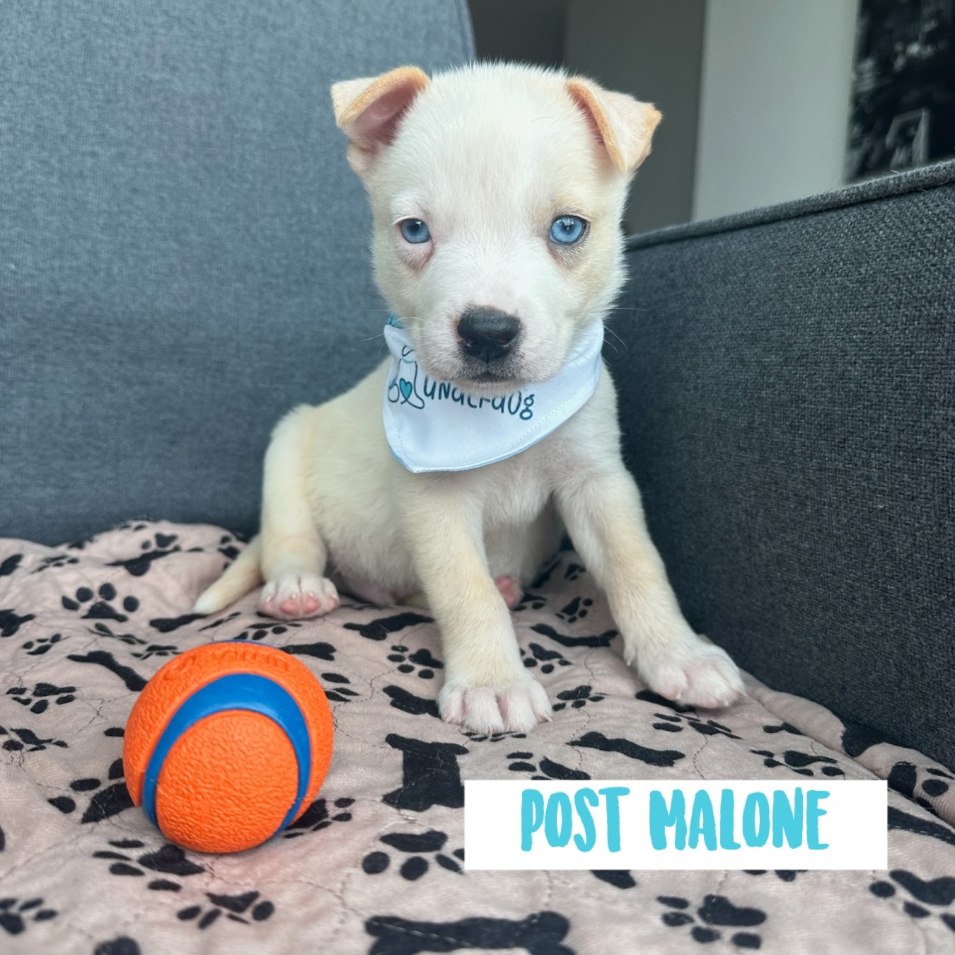Dog for adoption - Post Malone, a Husky in Portland, OR | Petfinder