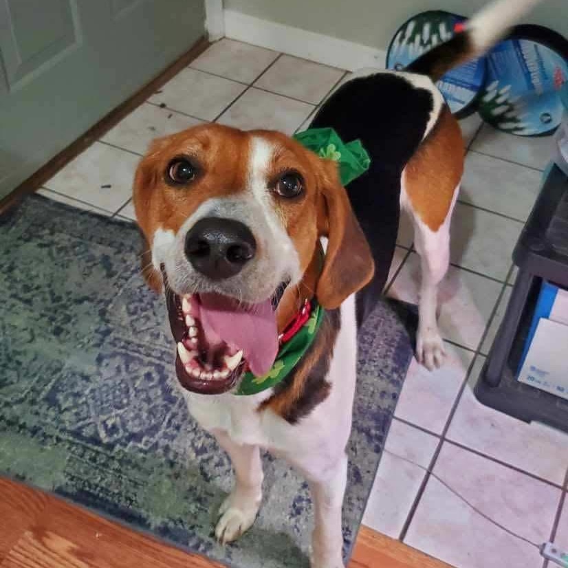 Dog for adoption - Todd, a Hound Mix in Highland, NY | Petfinder