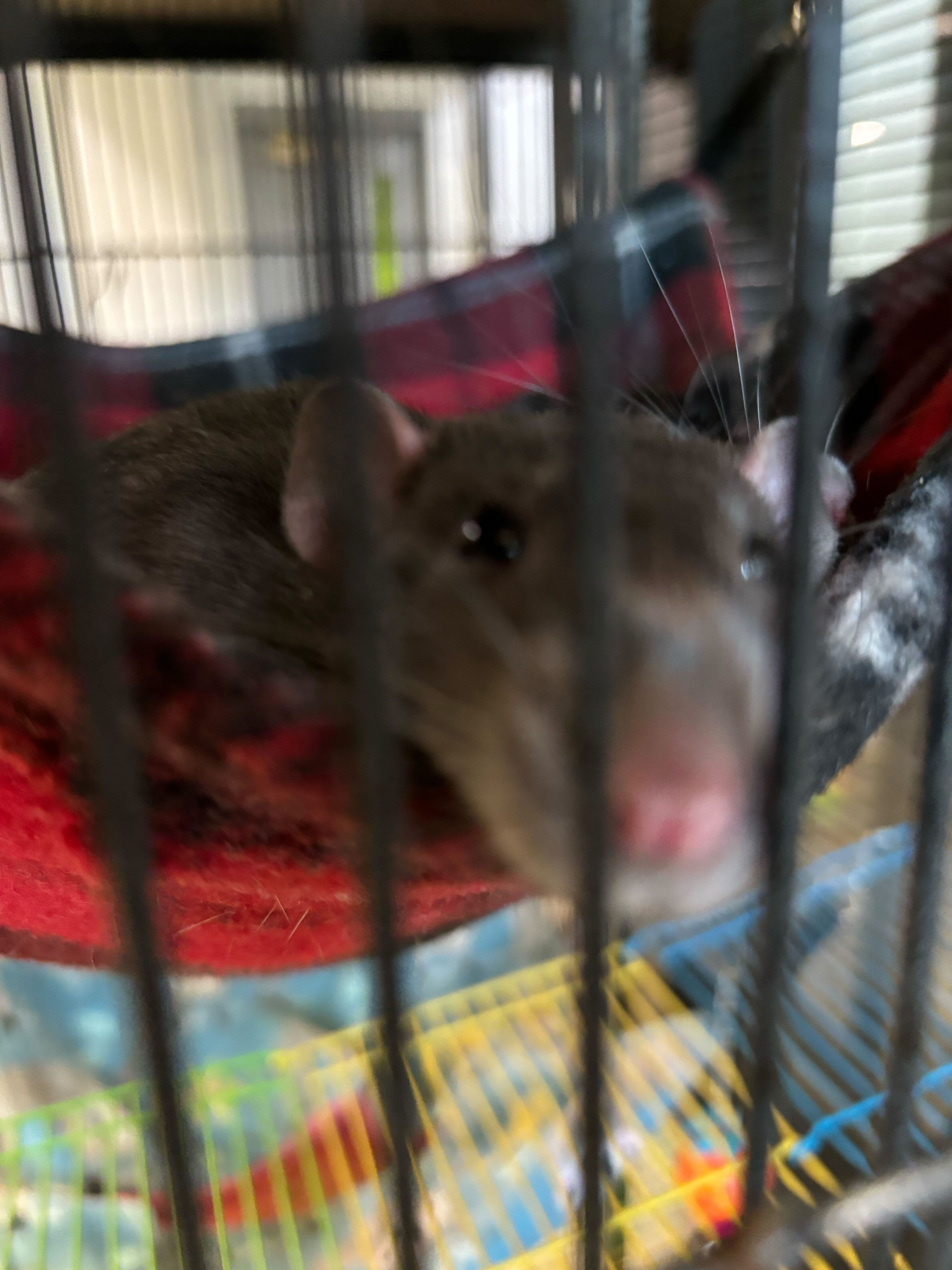 Rat for adoption - Goofy, a Rat in Jackson, MI | Petfinder