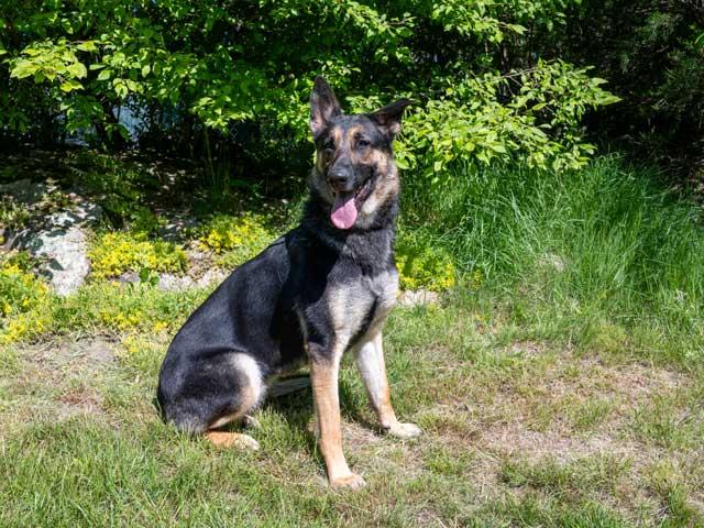Dog for adoption - Luna, a German Shepherd Dog in Wayland, MA | Petfinder