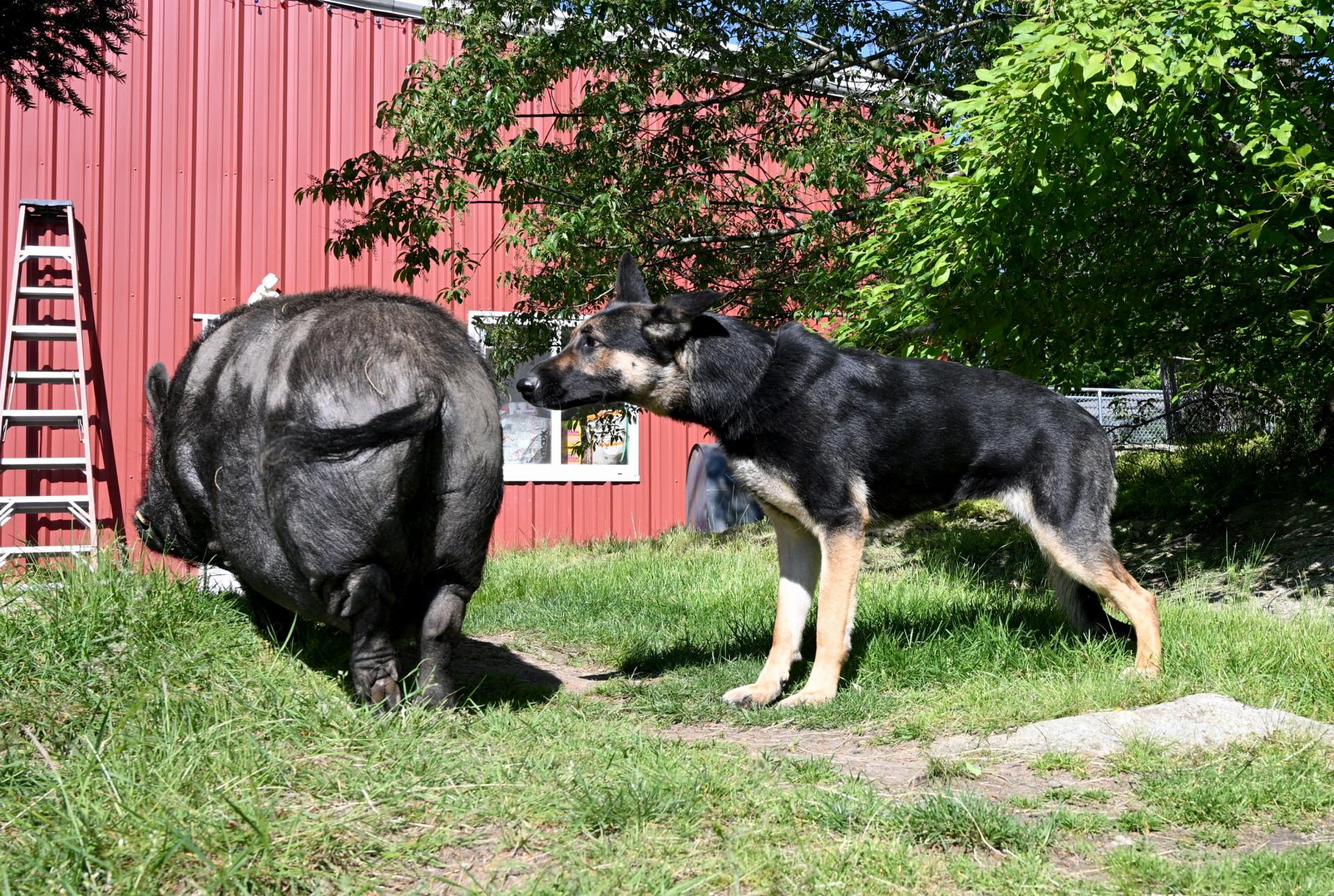 Dog for adoption - Luna, a German Shepherd Dog in Wayland, MA | Petfinder
