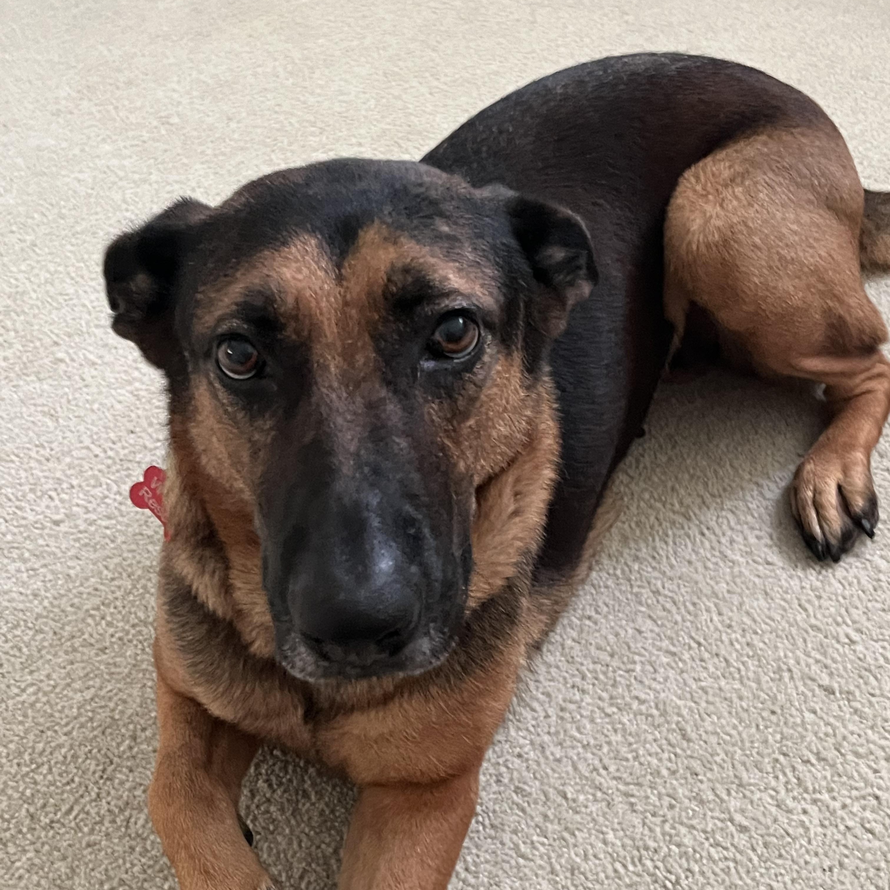 Dog for adoption - Nina Simone, a Shepherd Mix in Cedar City, UT ...