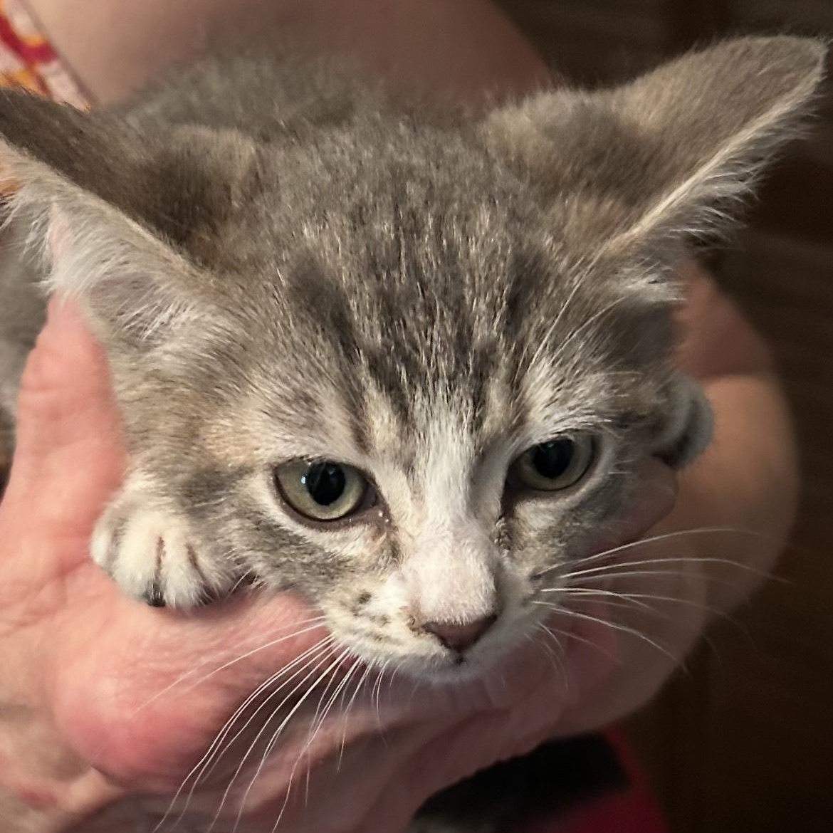 Cat for adoption - 5-month old kittens, a Domestic Short Hair in ...