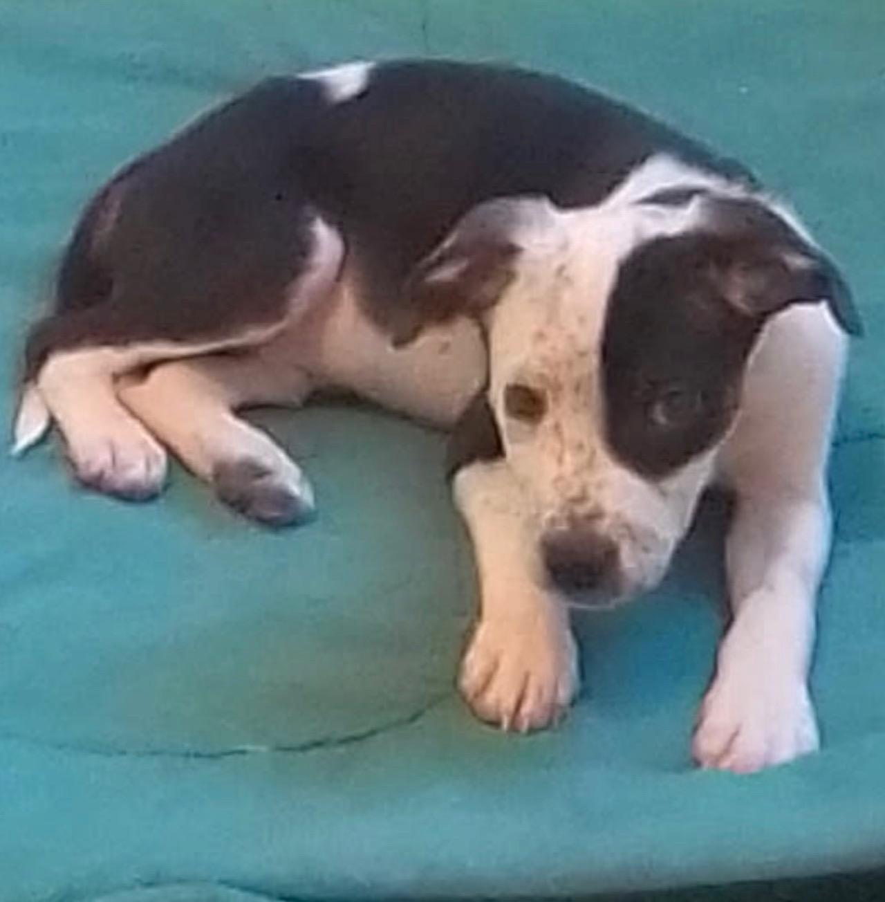 Dog for adoption - Oreo - Come Meet Me!, a Terrier Mix in Medfield, MA ...