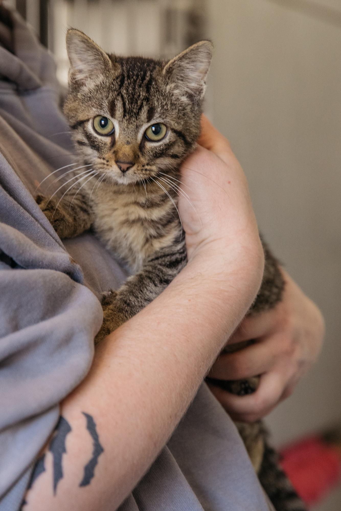 Cat for adoption - Hats, a Tabby in Harrison, AR | Petfinder