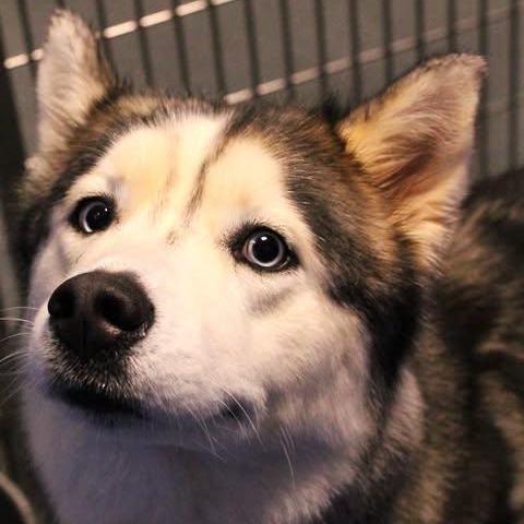 Dog for adoption - 25-00257 ROXY, a Husky in Fredericksburg, VA | Petfinder