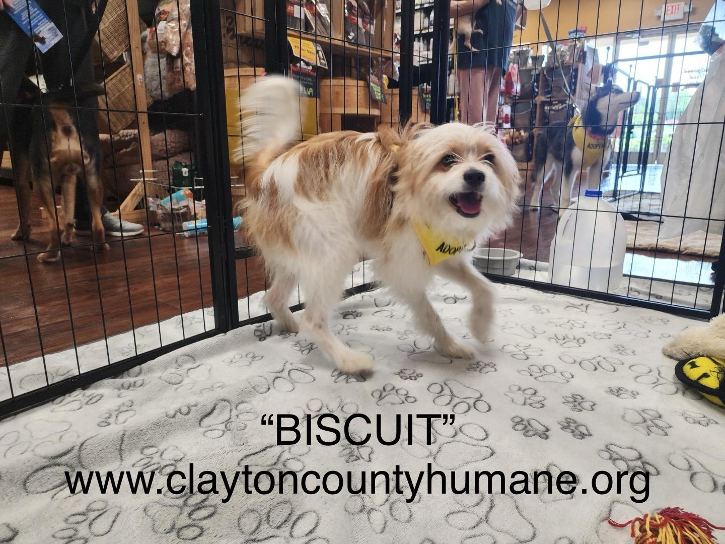 Dog for adoption - Biscuit, a Terrier in Jonesboro, GA | Petfinder