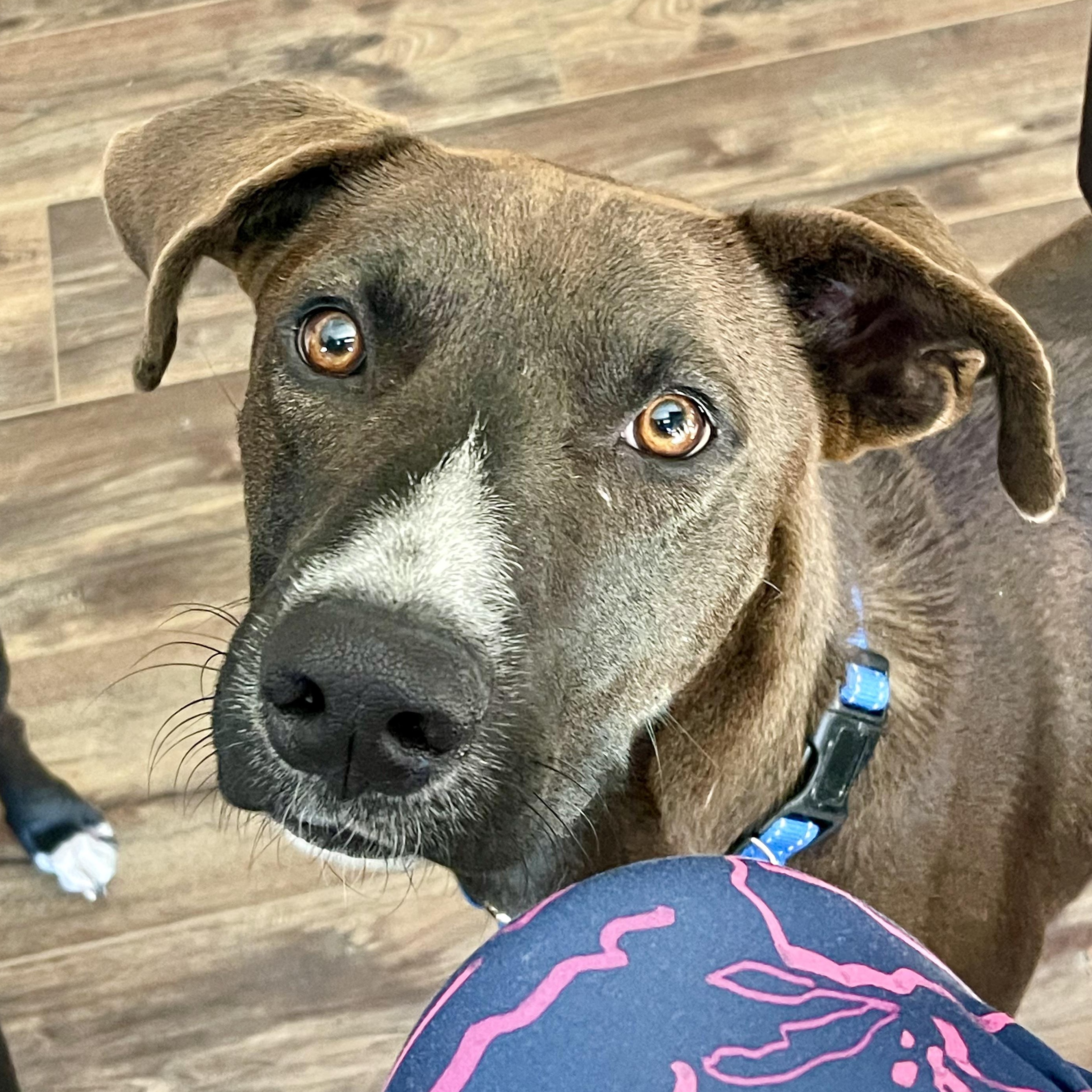 Dog for adoption - Reggie, a Mixed Breed in Scarborough, ME | Petfinder