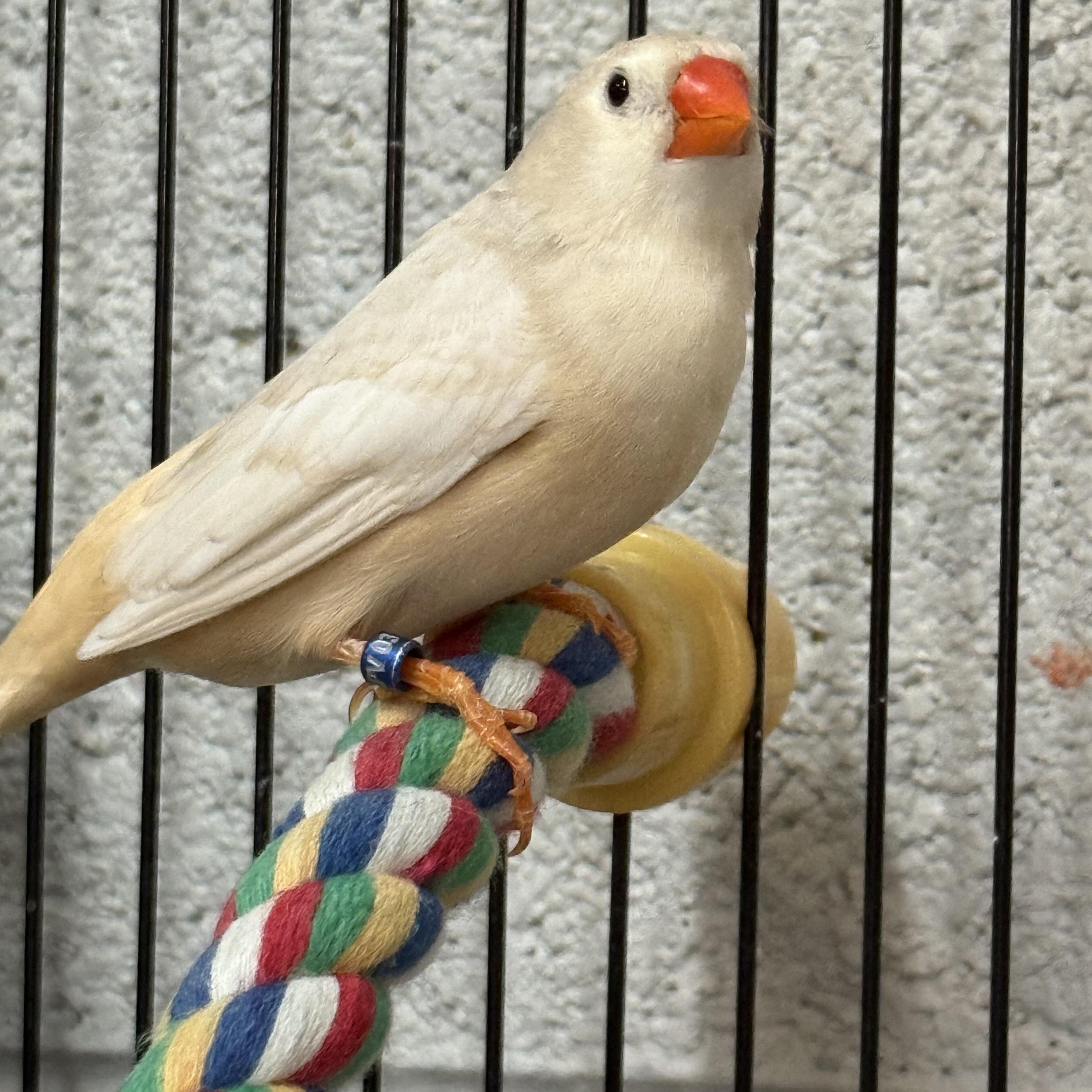Finch for adoption - Single Female Zebra Finch, a Finch in Waukesha, WI ...