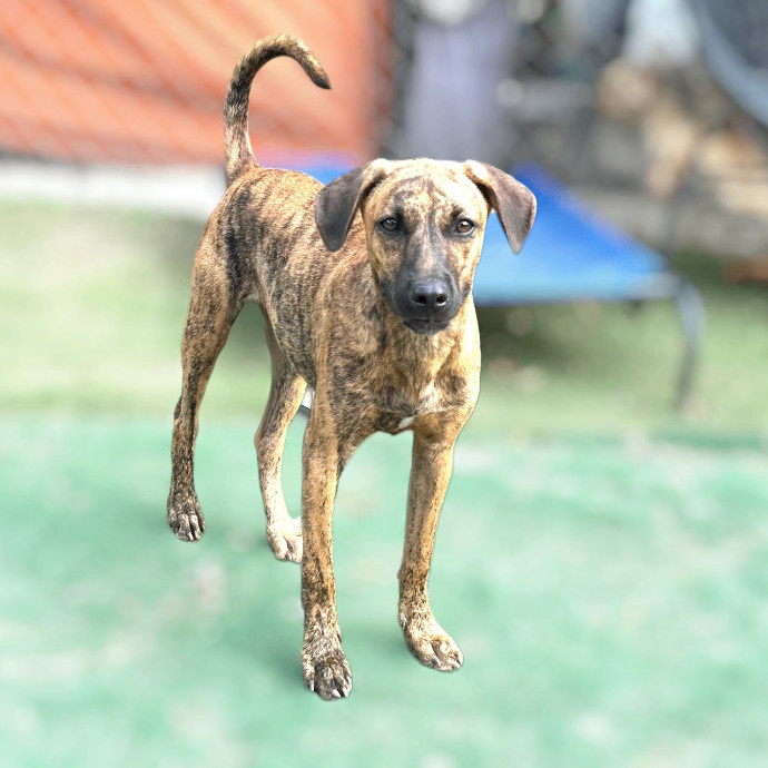 Dog for adoption - Kors, a Mixed Breed in Los Angeles, CA | Petfinder