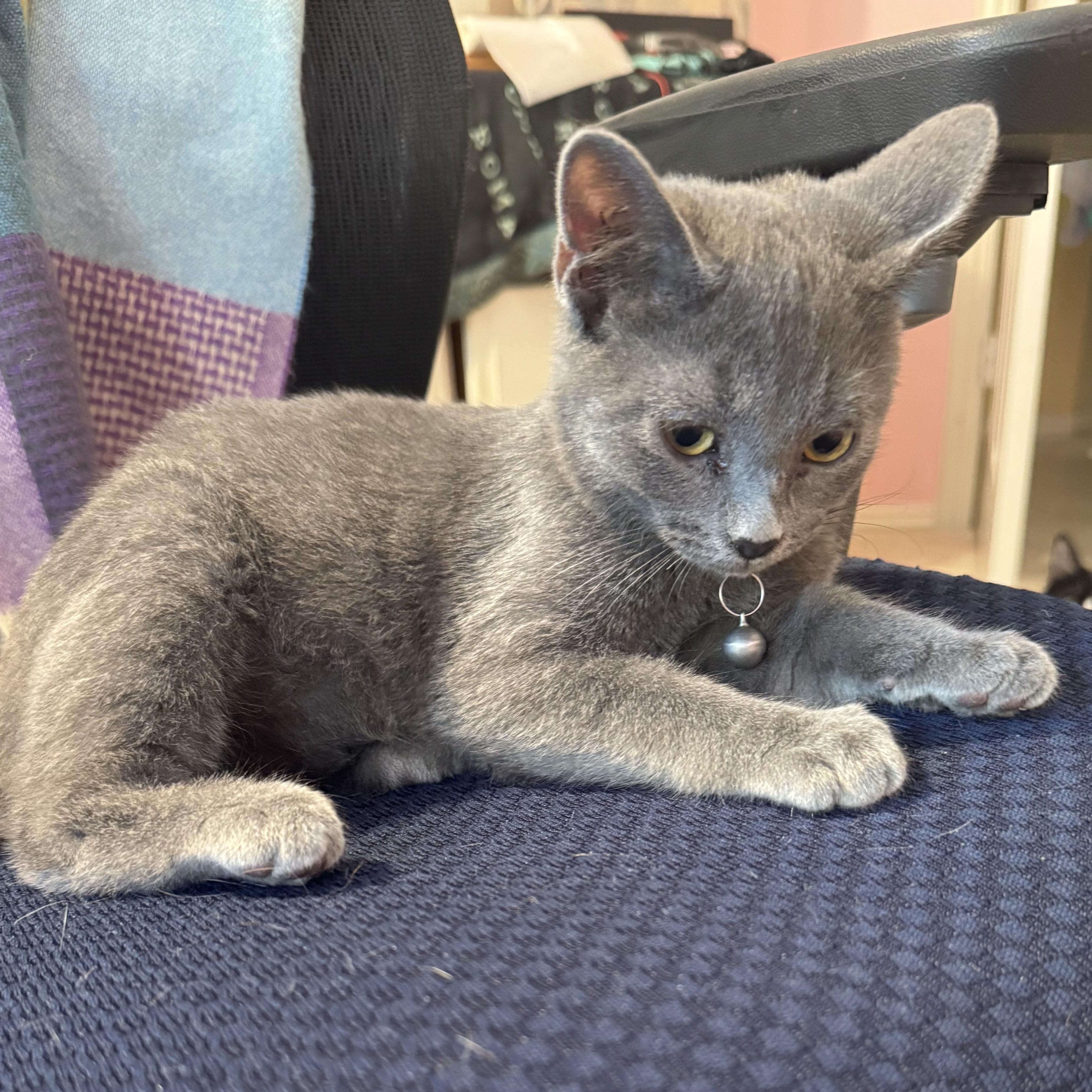 Ziggy (Russian Blue mix) - Adoptable Pet | Petfinder | Petfinder