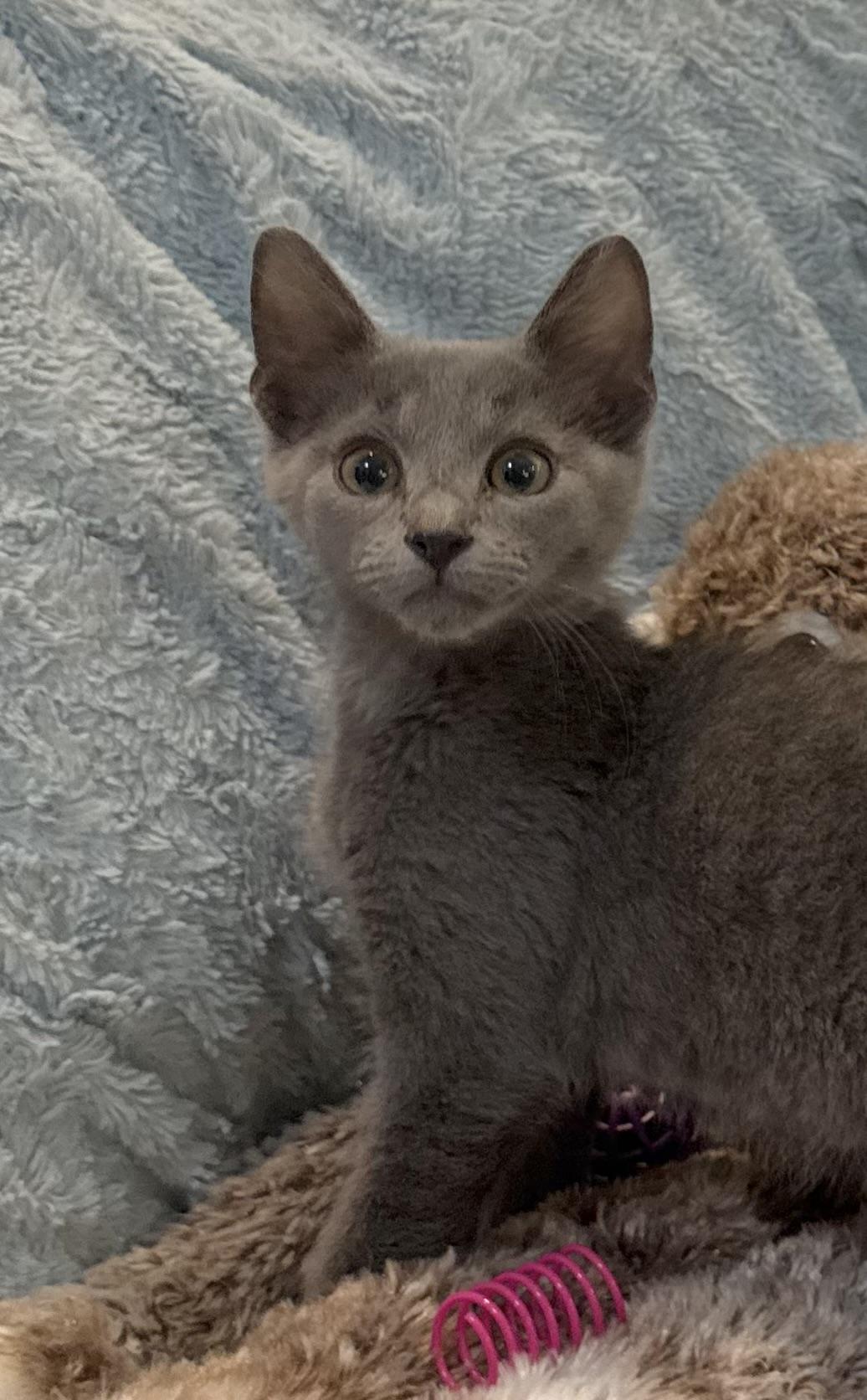 Cat for adoption - Valenski, a Russian Blue & Domestic Short Hair Mix ...