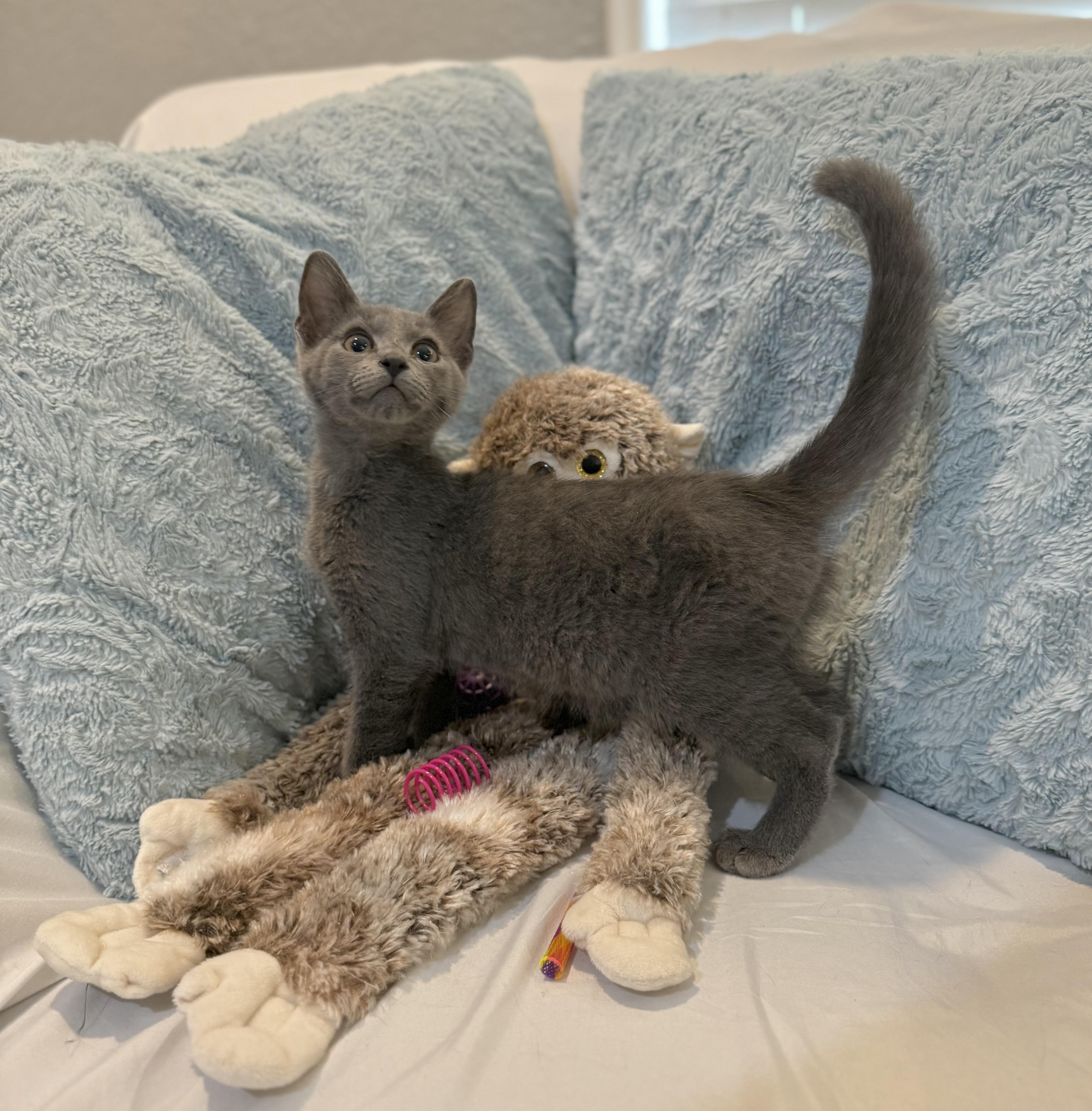 Cat for adoption - Valenski, a Russian Blue & Domestic Short Hair Mix ...