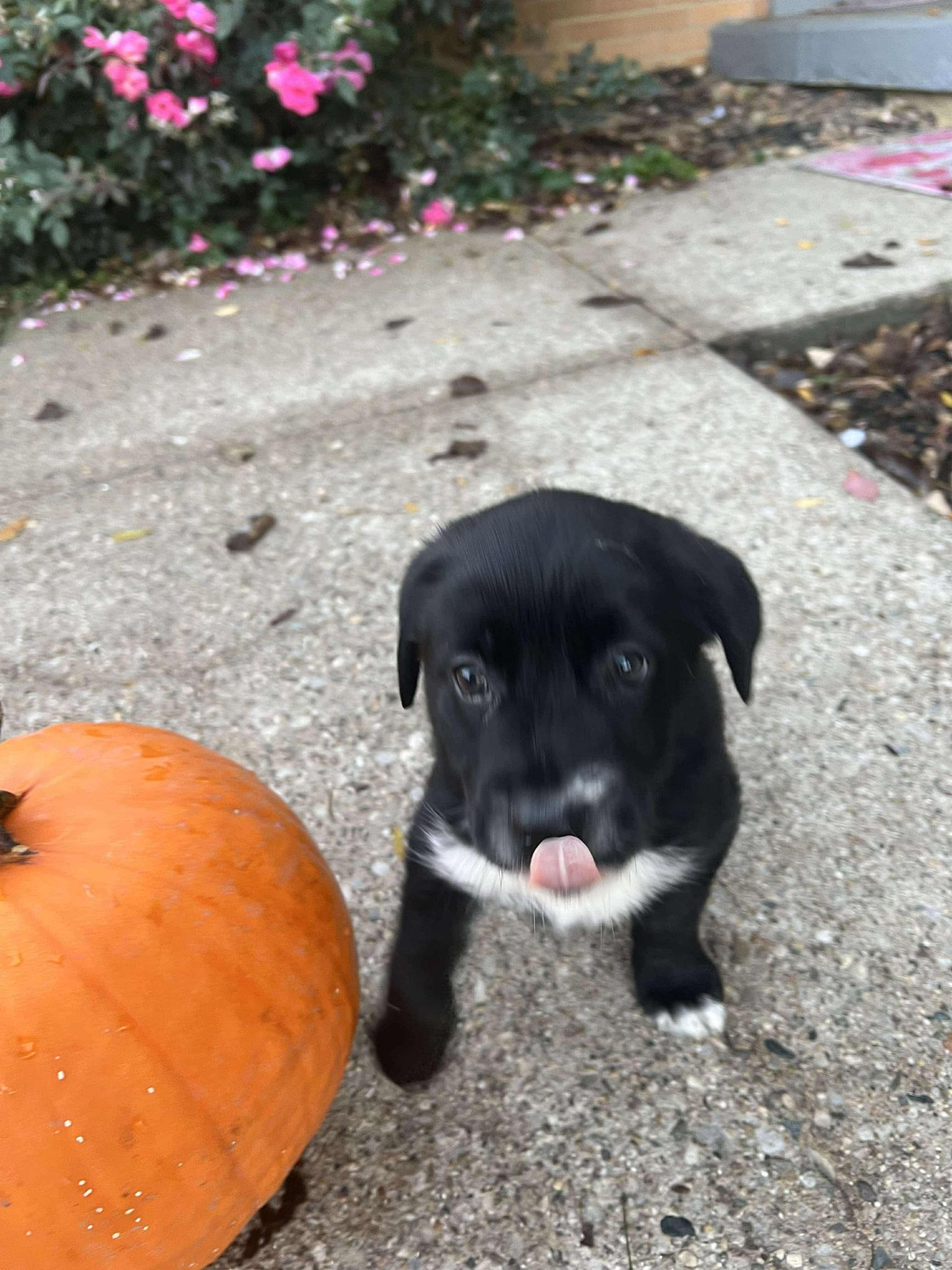 Dog for adoption - Bynx, a Labrador Retriever Mix in Brattleboro, VT | Petfinder