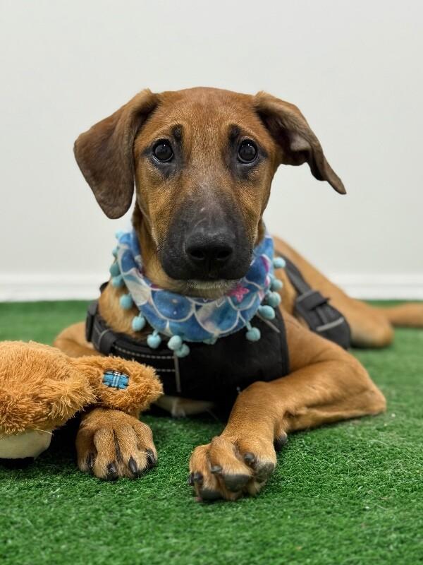 Dog for adoption - Romeo, a German Shepherd Dog Mix in North Las Vegas ...