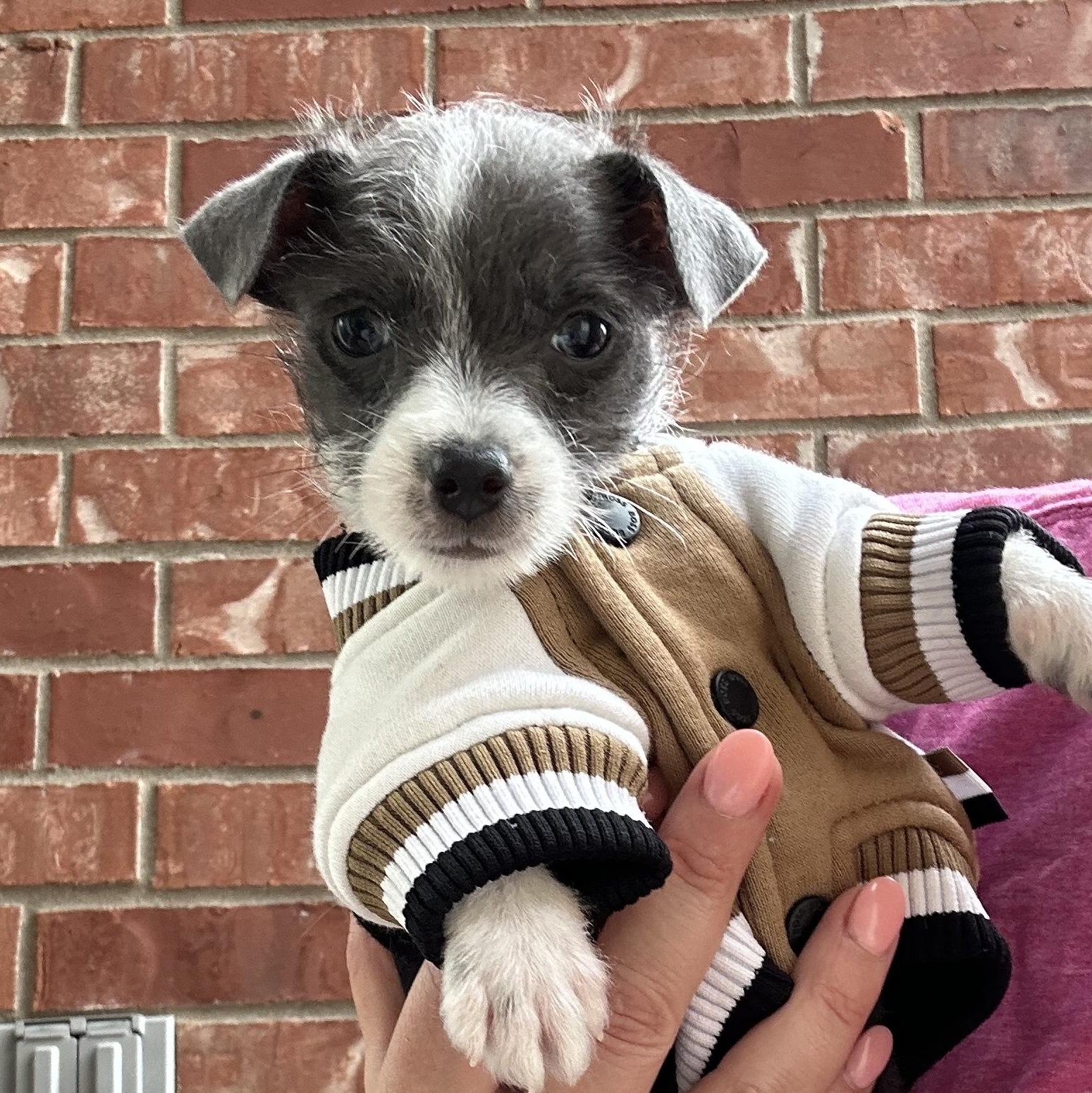 Dog for adoption - Tyson II, a Chihuahua & Poodle Mix in Justin, TX ...