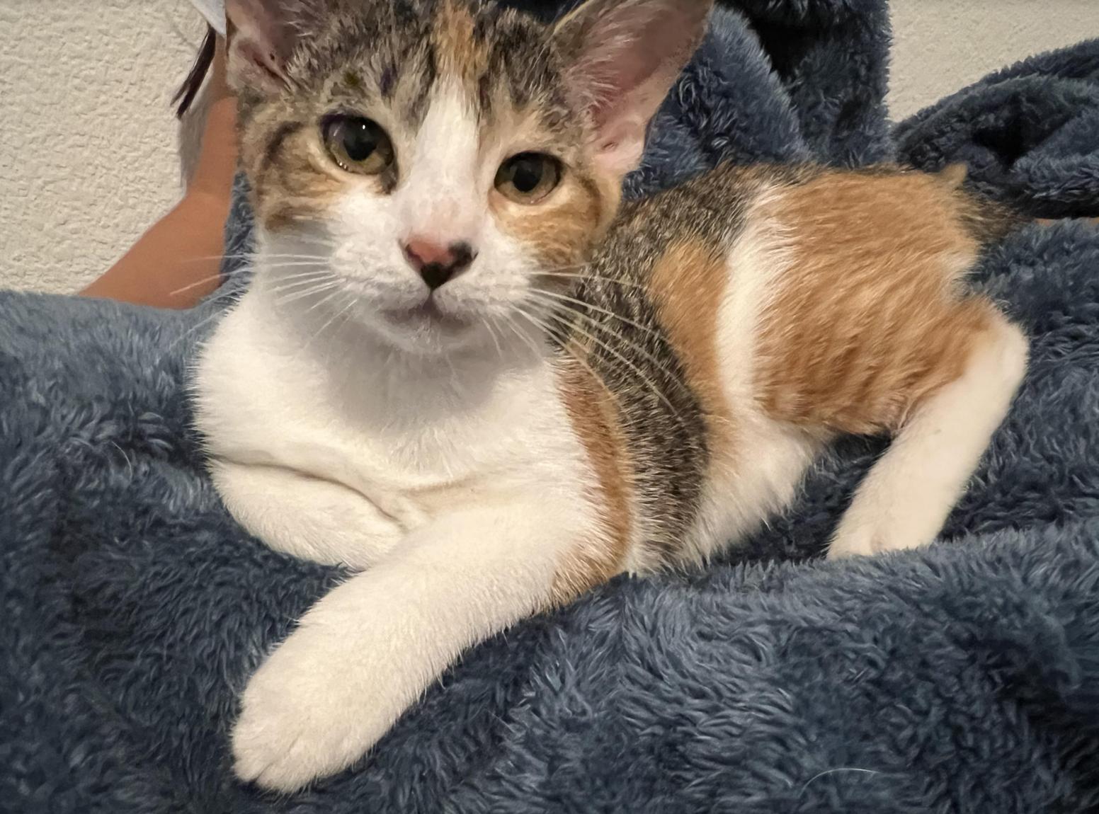 Cat for adoption - Tai, a Domestic Medium Hair & Calico Mix in Fort ...