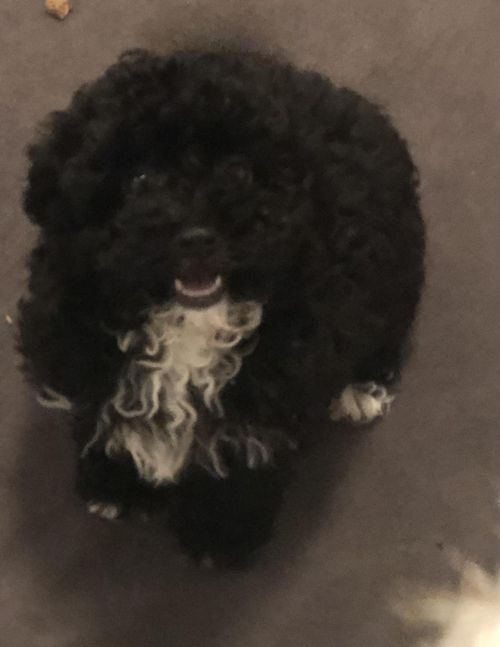 Dog for adoption - Mary, a Poodle (Toy) & Havanese Mix in Colleyville ...