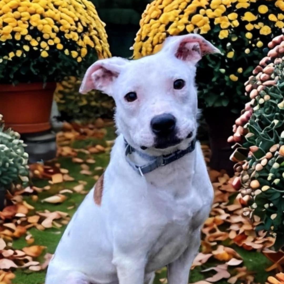 Dog for adoption - Jingle, a Terrier Mix in Springfield, MO | Petfinder