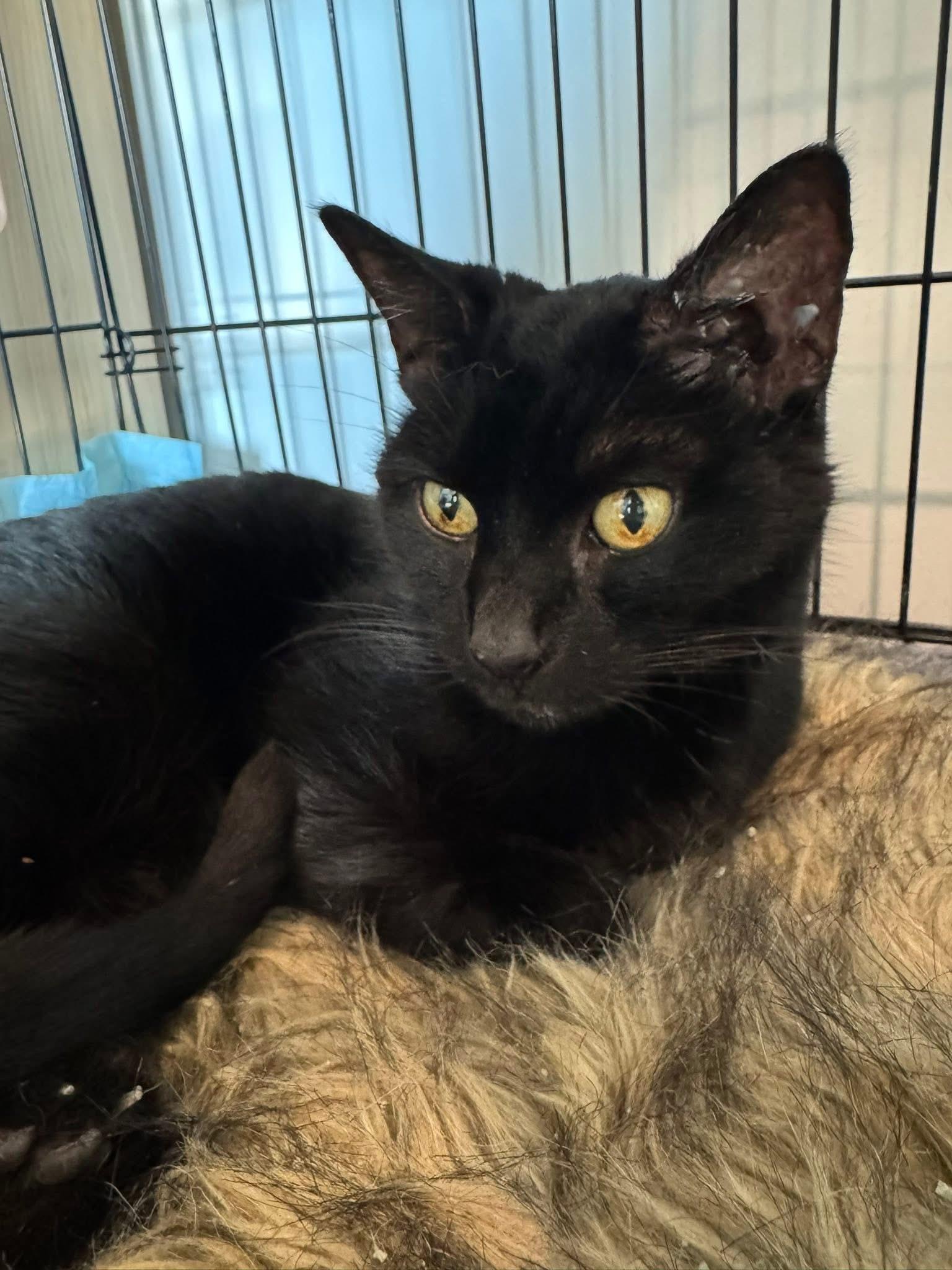 Cat for adoption - Jinx, a Domestic Short Hair in Harwinton, CT | Petfinder