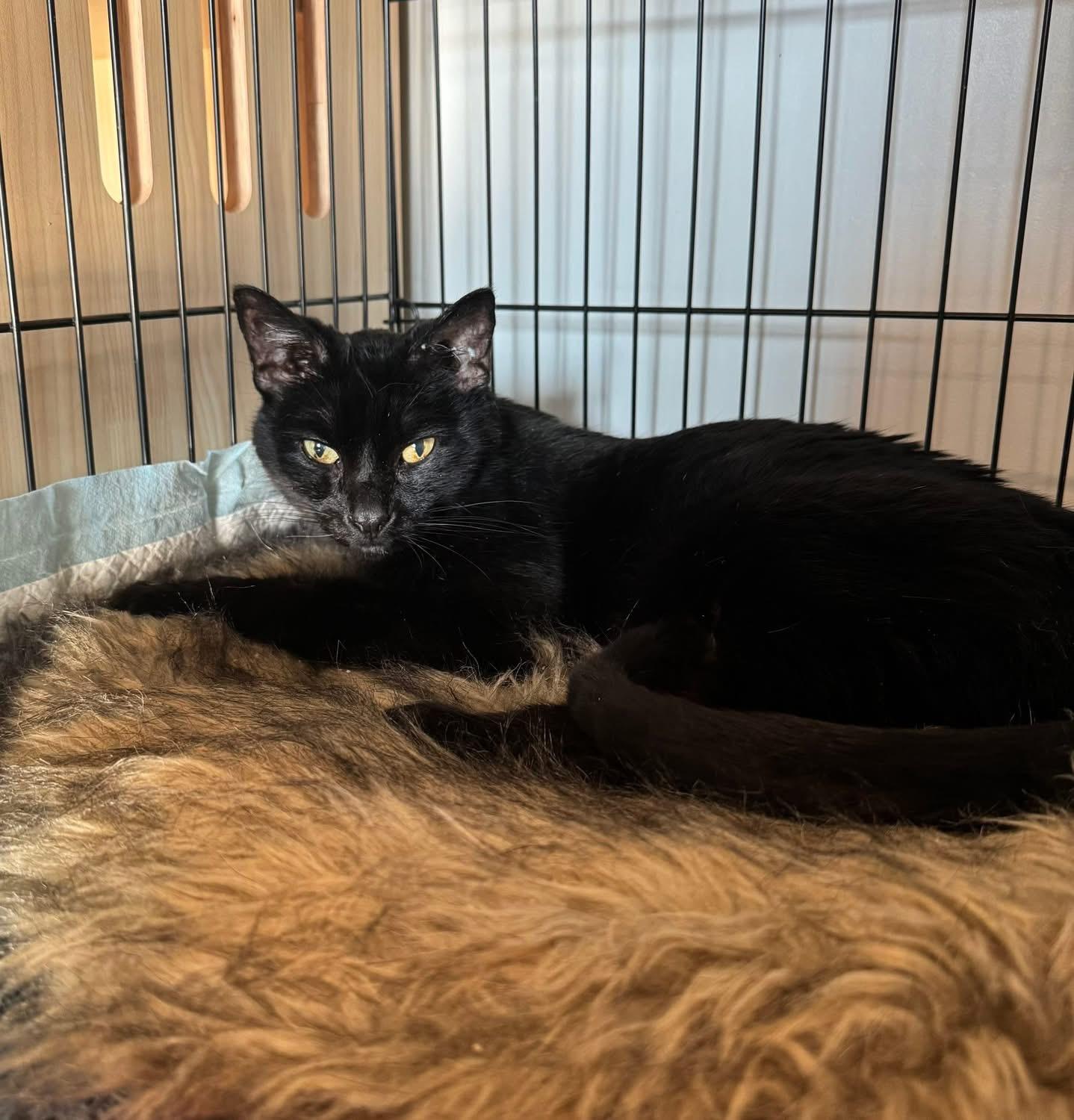 Cat for adoption - Jinx, a Domestic Short Hair in Harwinton, CT | Petfinder