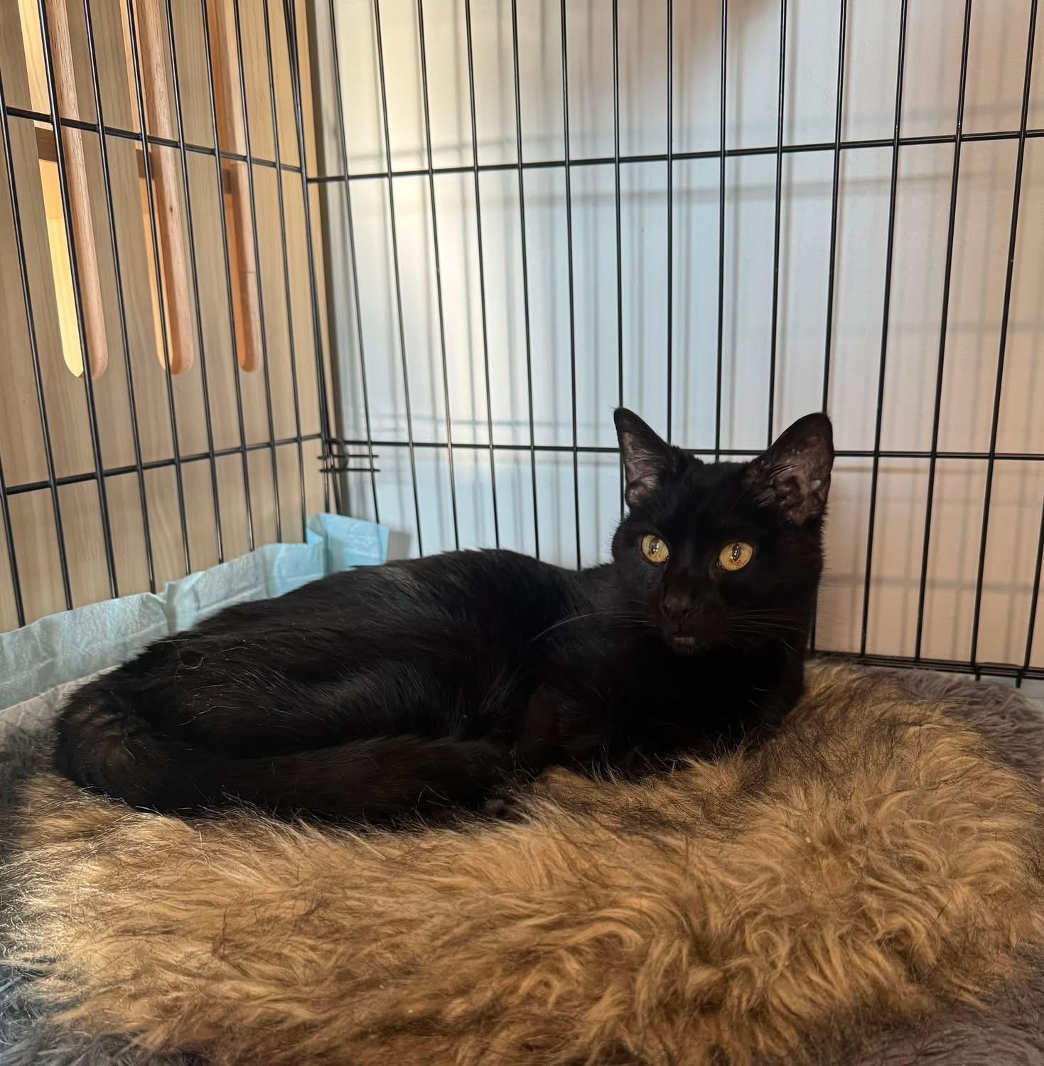 Cat for adoption - Jinx, a Domestic Short Hair in Harwinton, CT | Petfinder