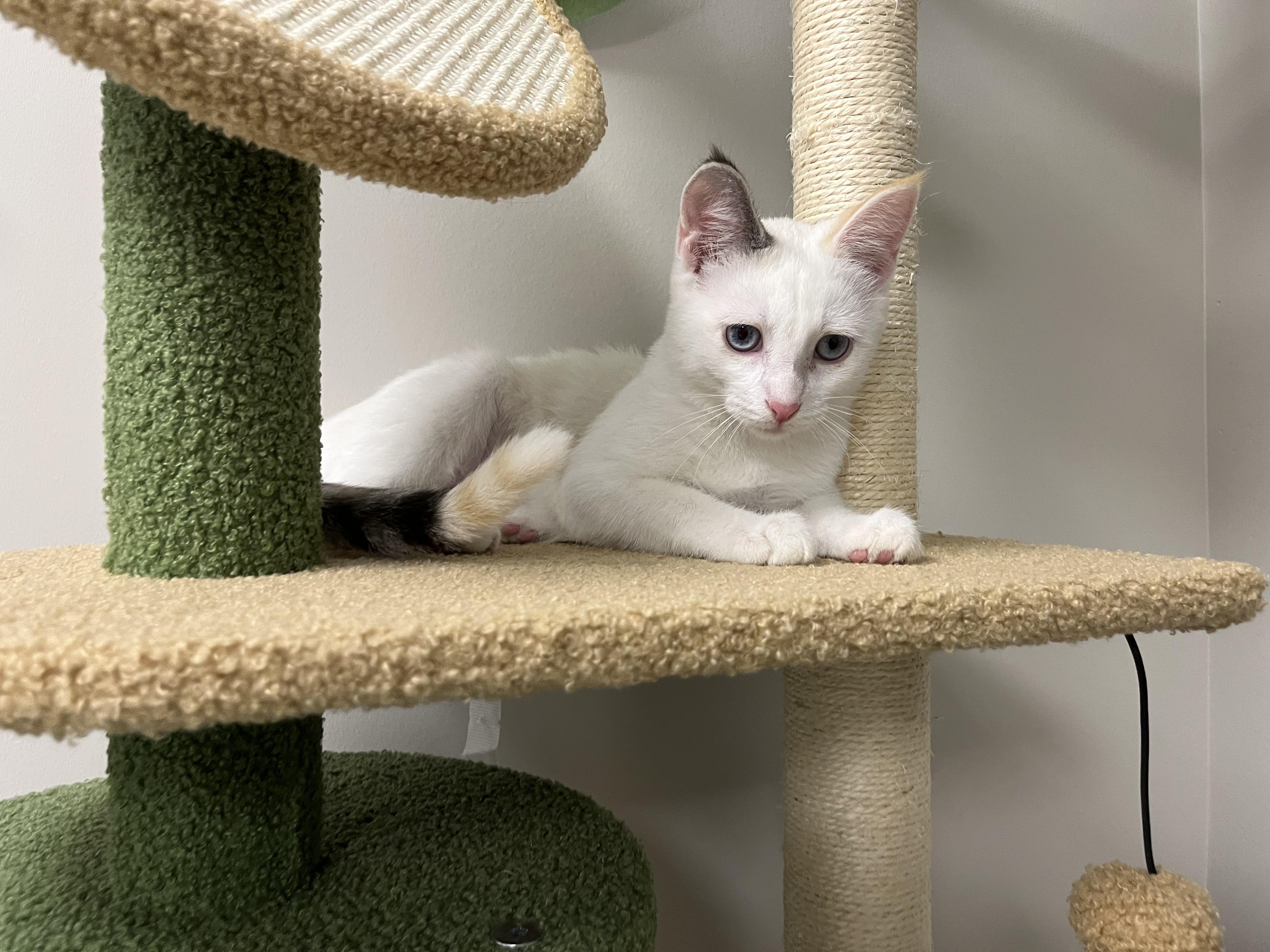 Cat for adoption - Fawn, a Siamese in Richmond, MO | Petfinder