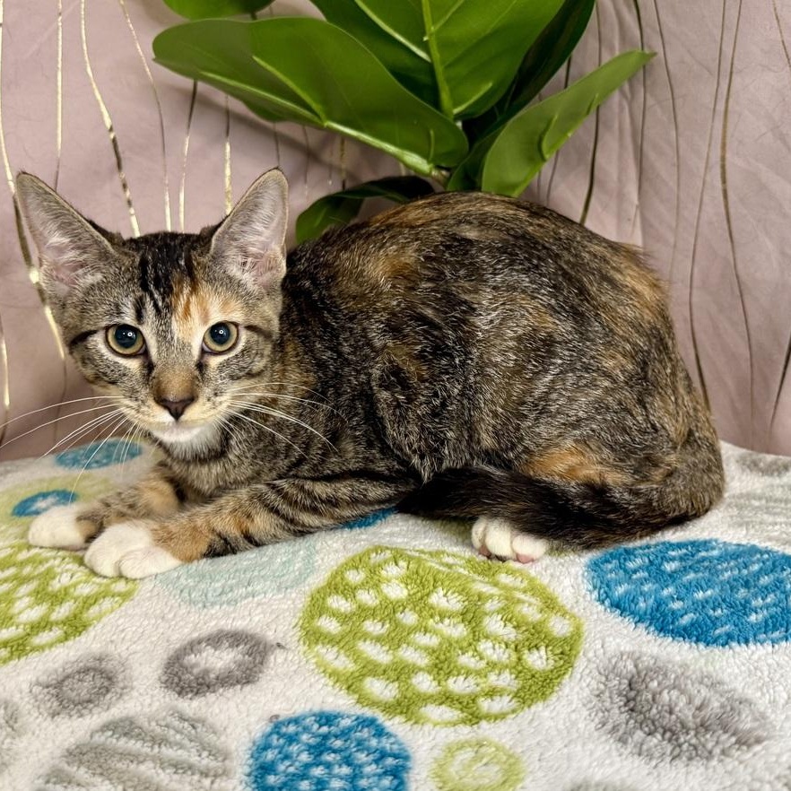 Cat for adoption - Thalia, a Domestic Short Hair in Brattleboro, VT ...