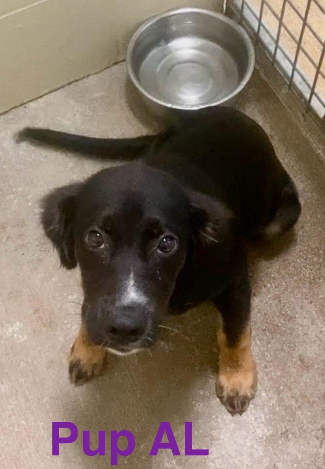 Dog for adoption - Pup AL, an English Shepherd Mix in Pomeroy, OH ...