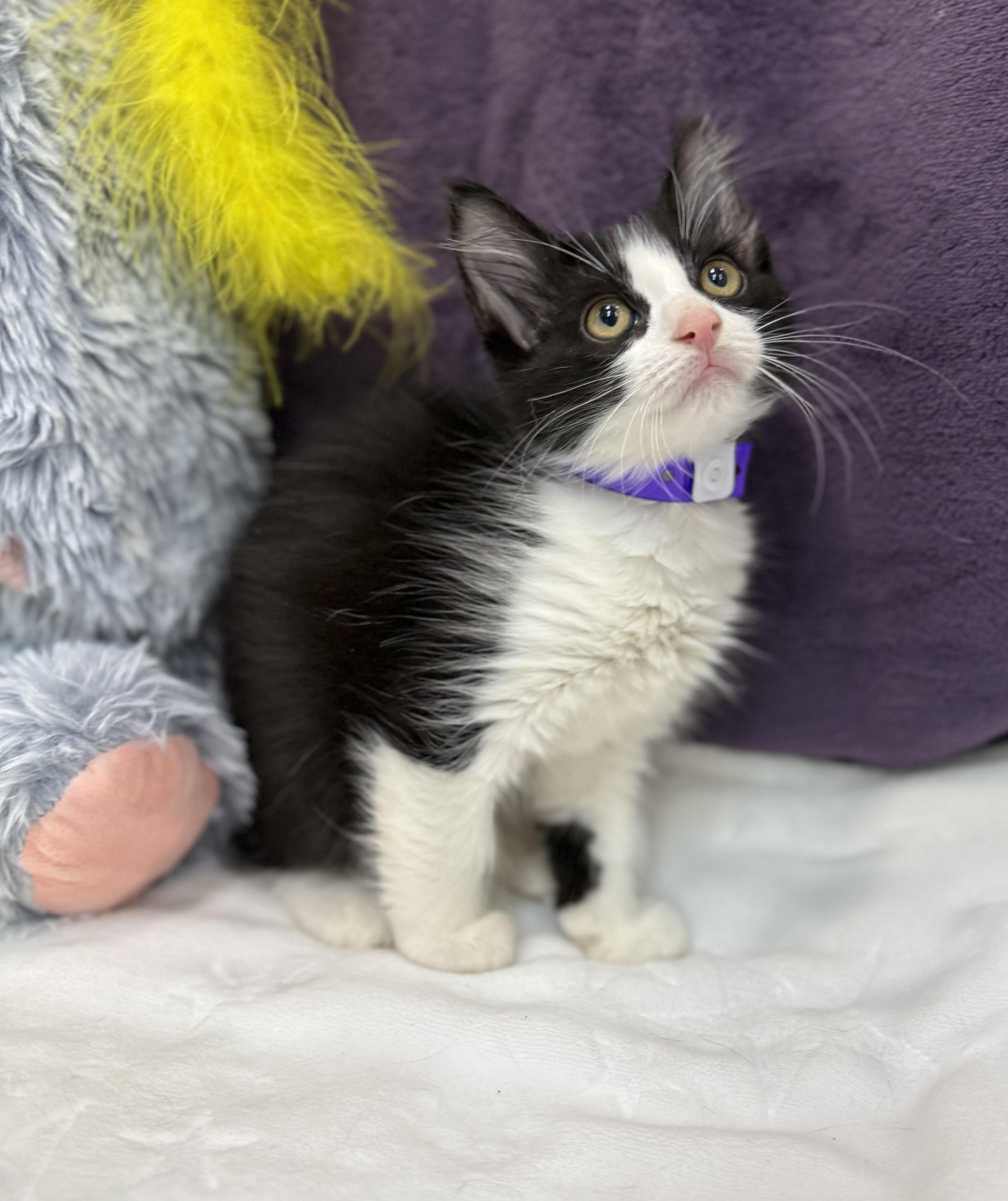 Cat for adoption - Meeka, a Domestic Medium Hair in Tavares, FL | Petfinder