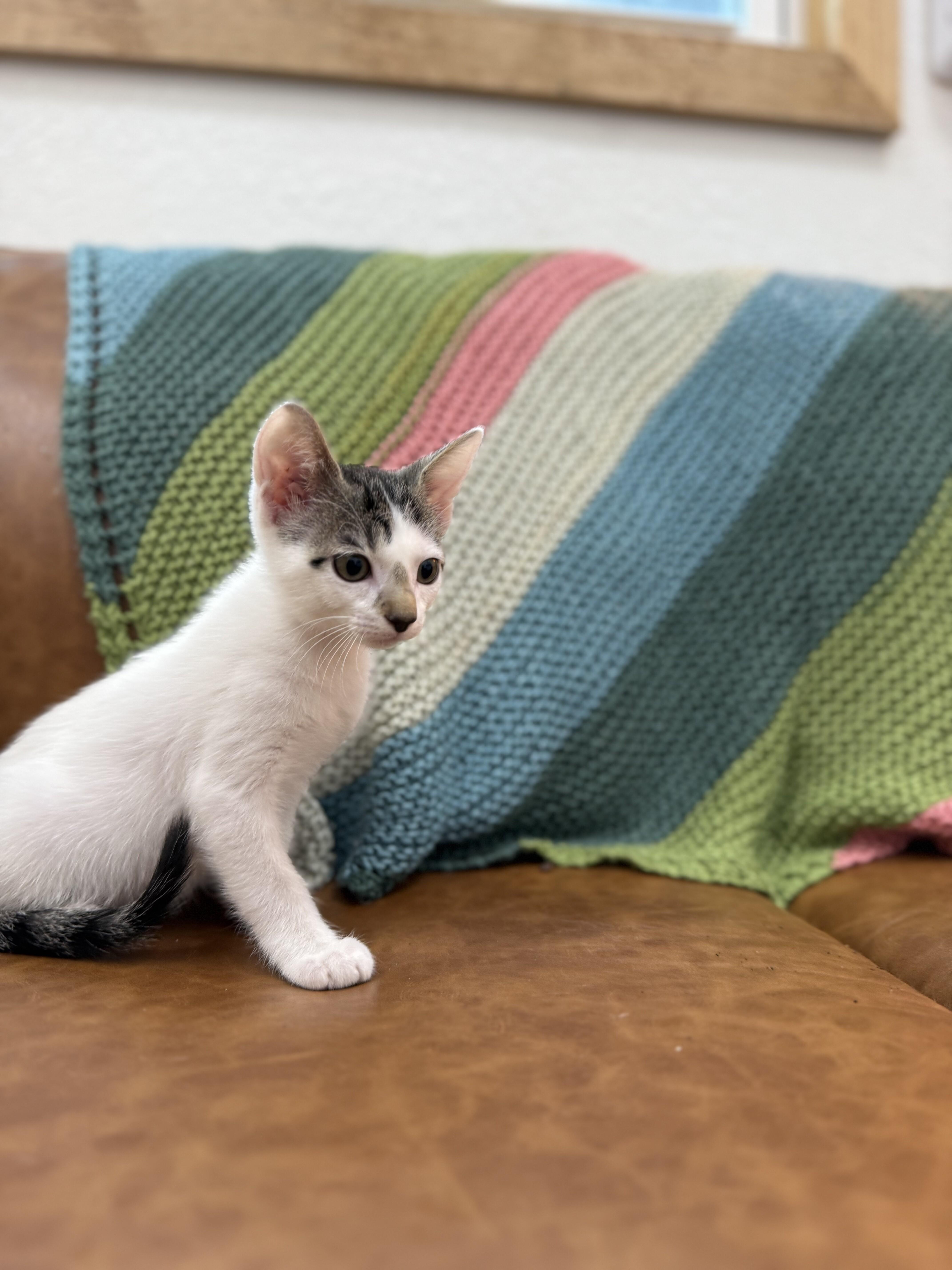 Cat for adoption - Errol The Braveheart, a Domestic Short Hair Mix in ...