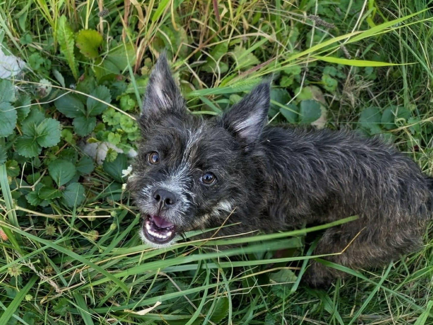 Patsy Kline - Adoptable Pet | Petfinder | Petfinder