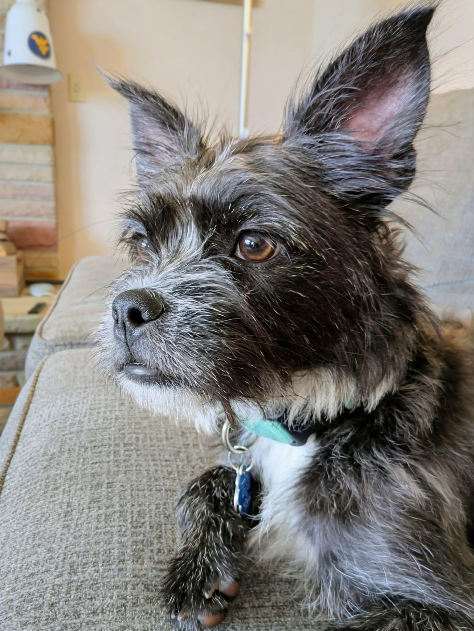 Patsy Kline - Adoptable Pet | Petfinder | Petfinder
